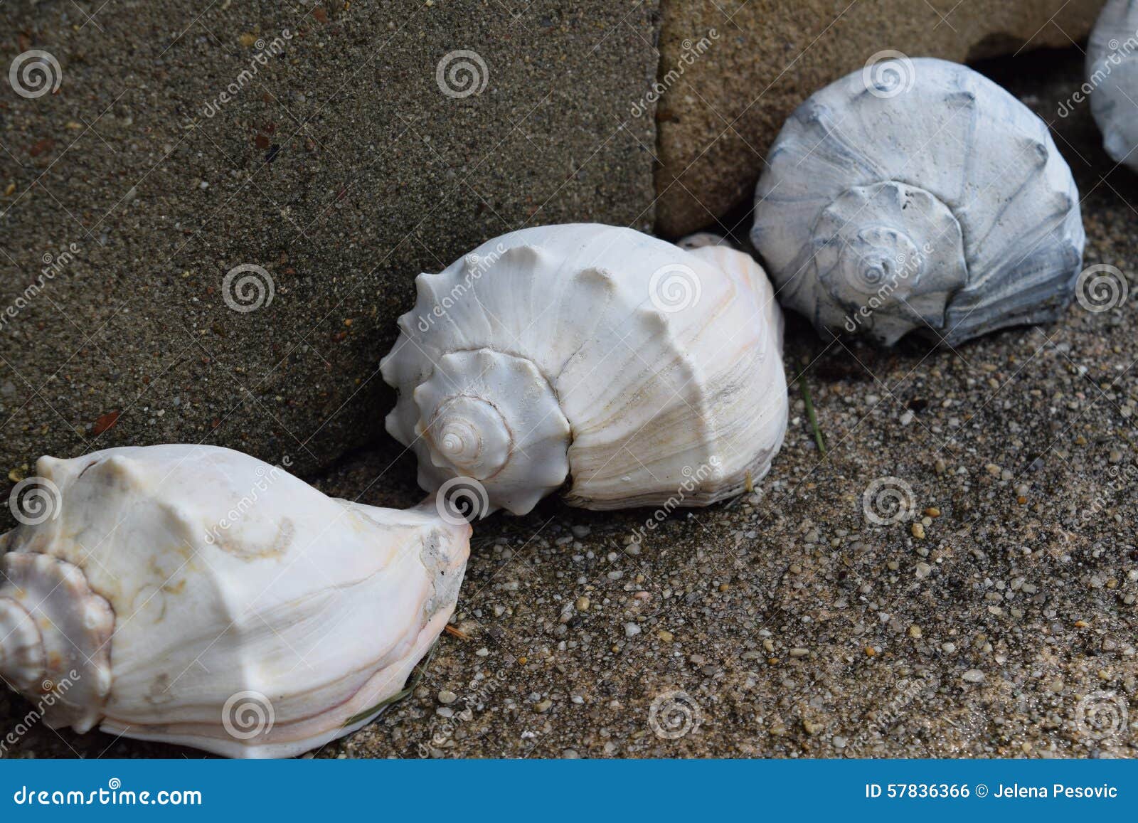 White seashells stock photo. Image of seashells, conch - 57836366