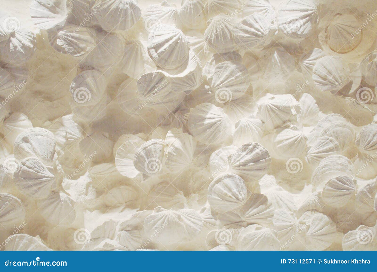 White Seashells stock image. Image of shadows, seashells - 73112571