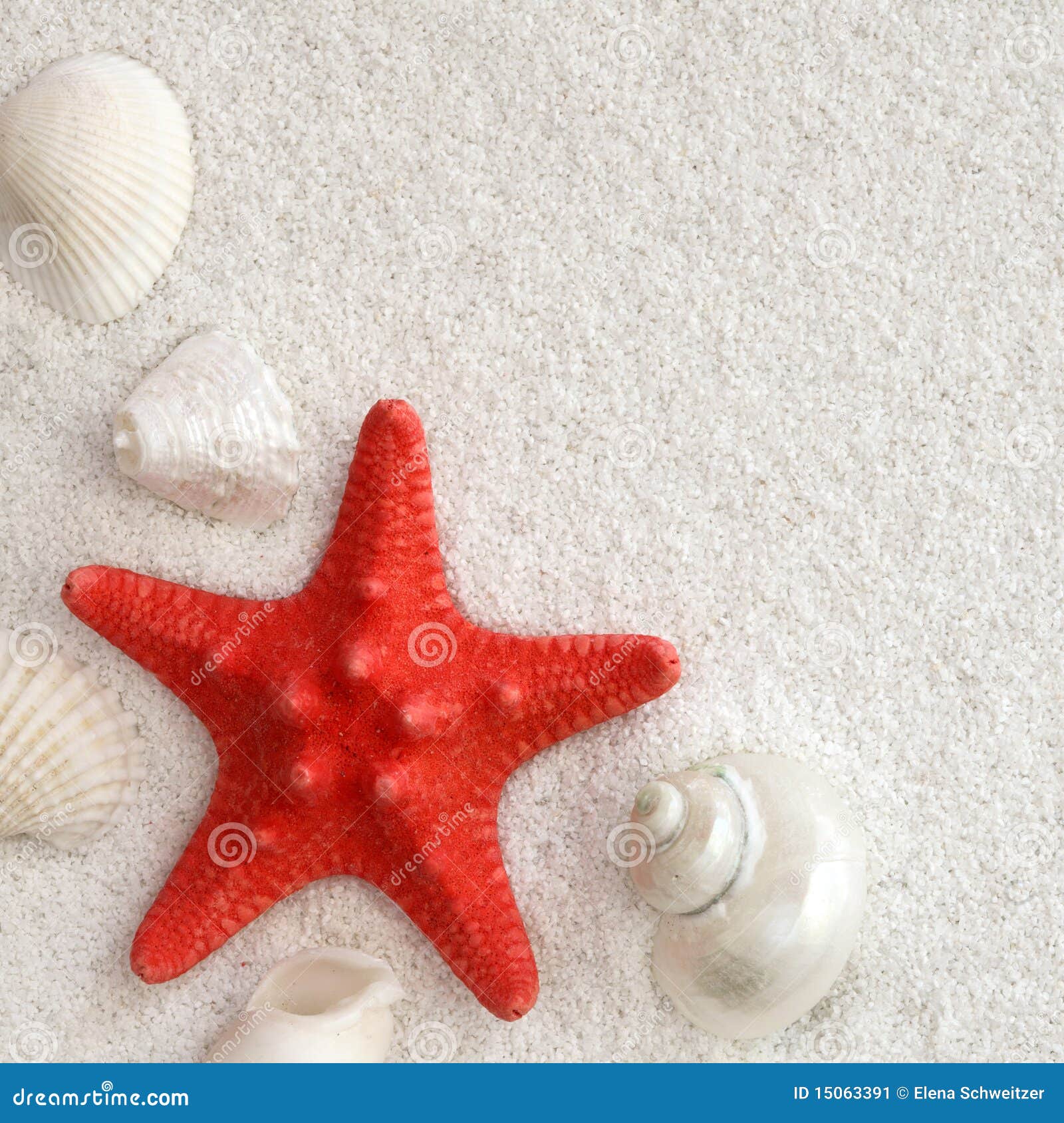 White Seashells and Red Seastar Stock Image - Image of travel, frame ...