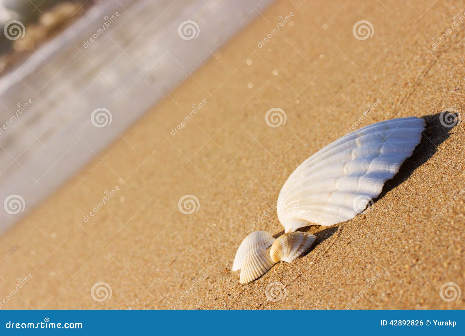 White Seashells on the Sand Stock Photo - Image of coast, seashell ...