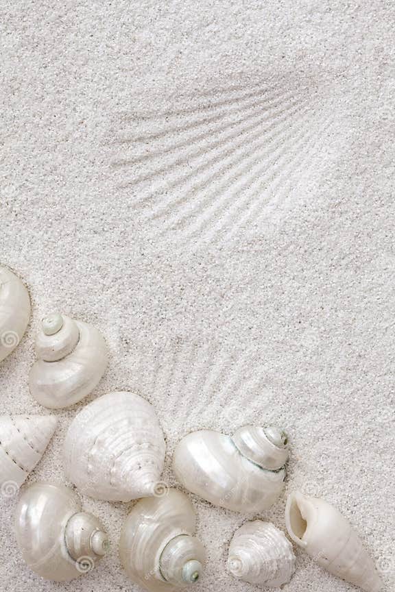 White Seashells on White Sand Stock Image - Image of white, summer ...