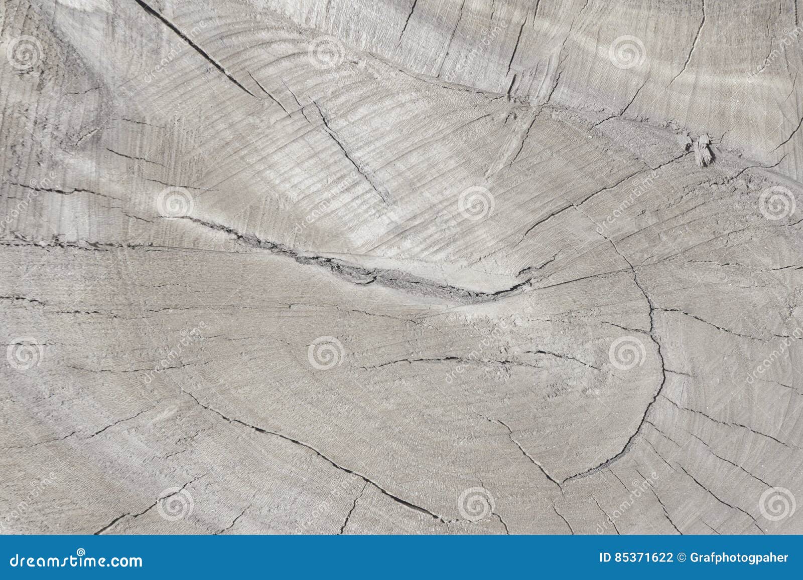 White Section of a Tree Trunk Stock Photo - Image of abstract, cracks ...
