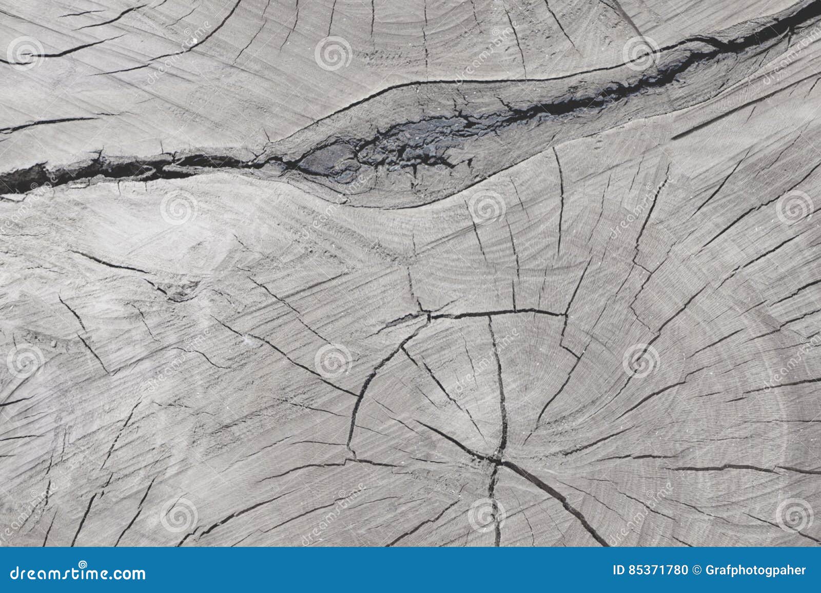White Section of a Tree Trunk Stock Photo - Image of pattern, curve ...