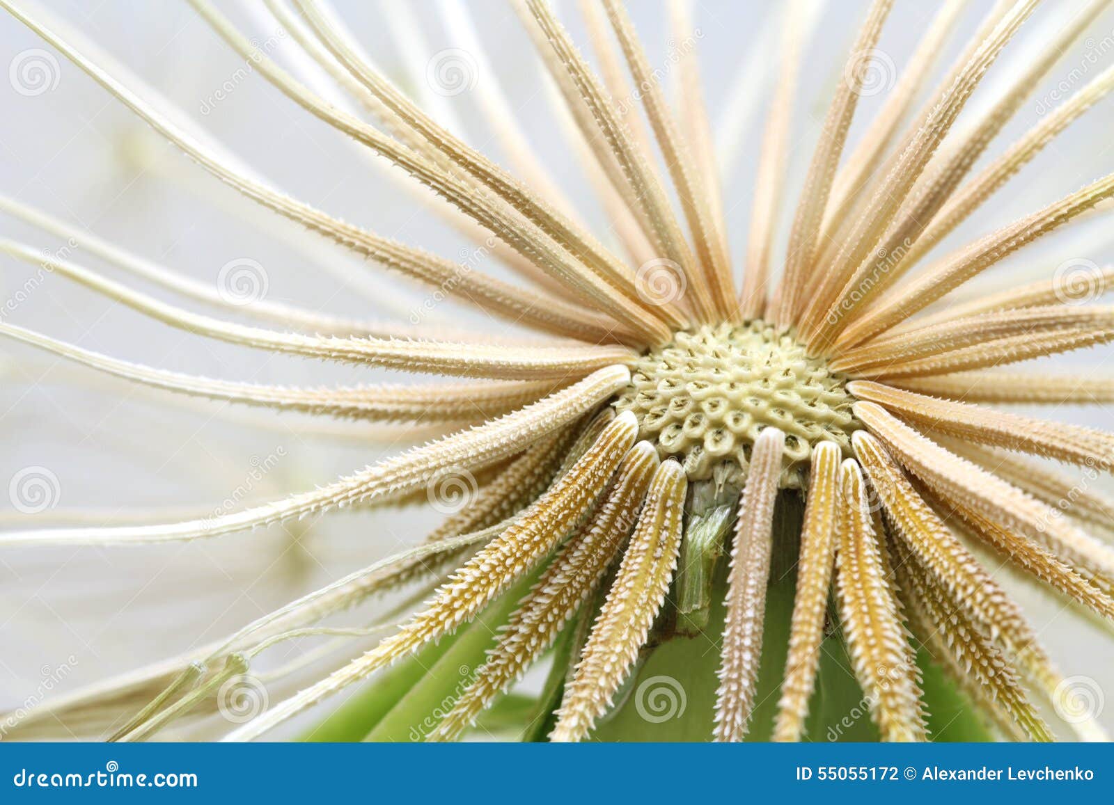 Seedless Bud Stock Photos - Free & Royalty-Free Stock Photos from ...