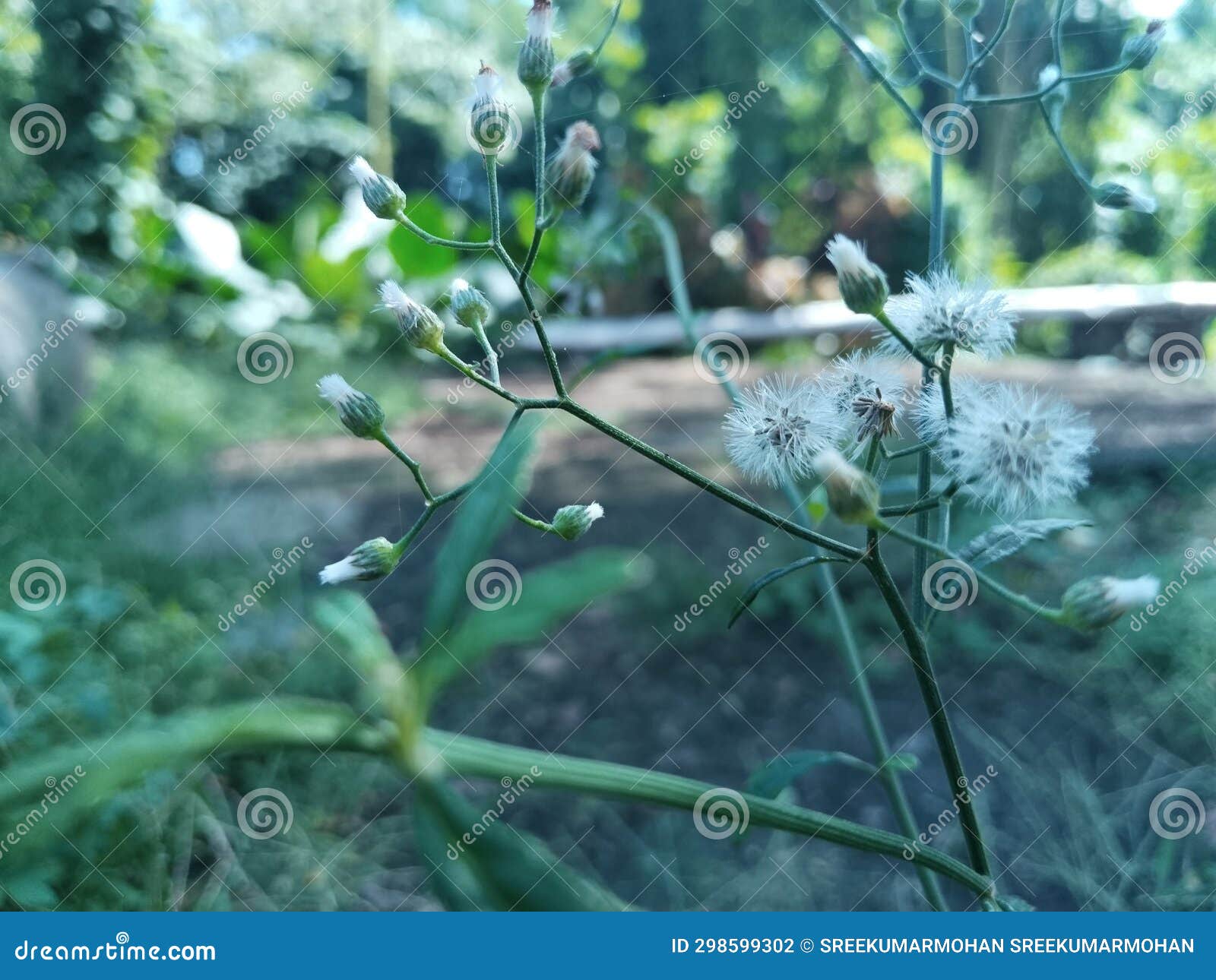 White Seeds of Little Iron Weed Flower Plant Stock Photo - Image of ...