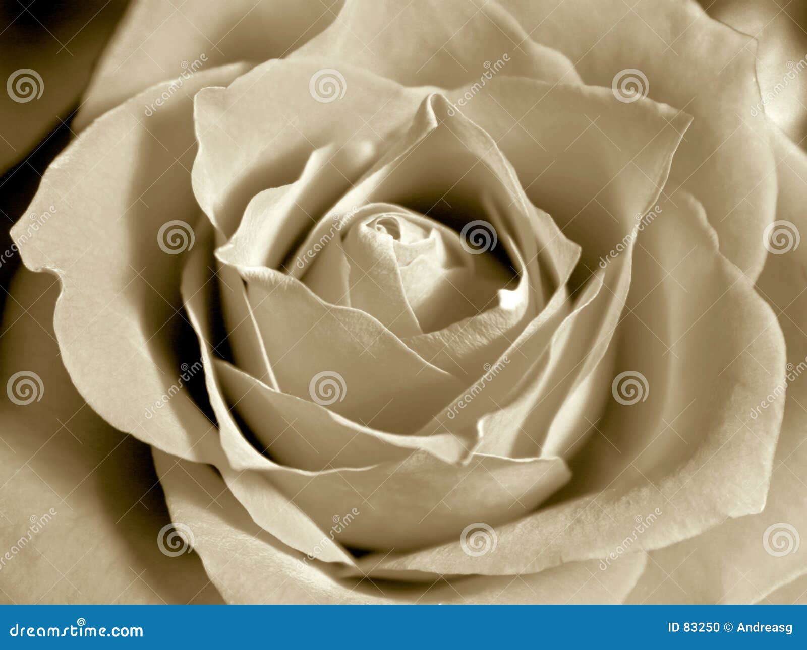White sepia rose stock photo. Image of rose, creme, present - 83250