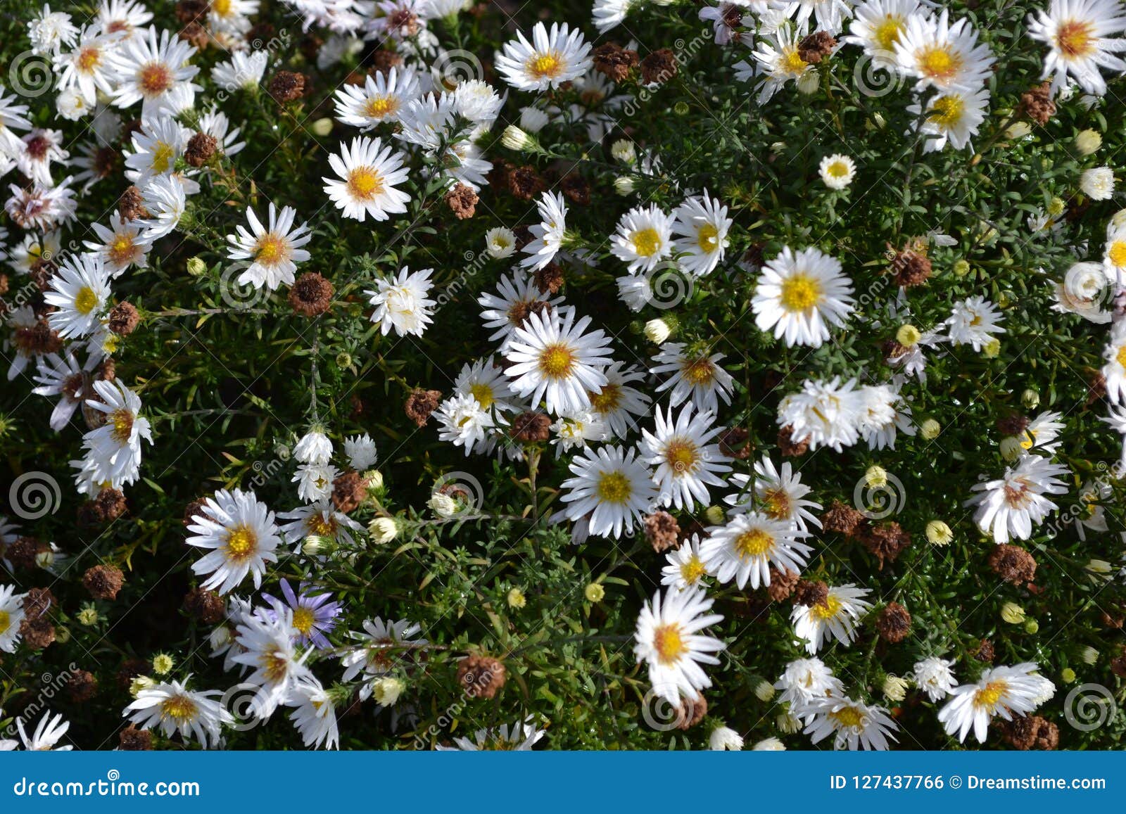White September stock photo. Image of macro, nature - 127437766