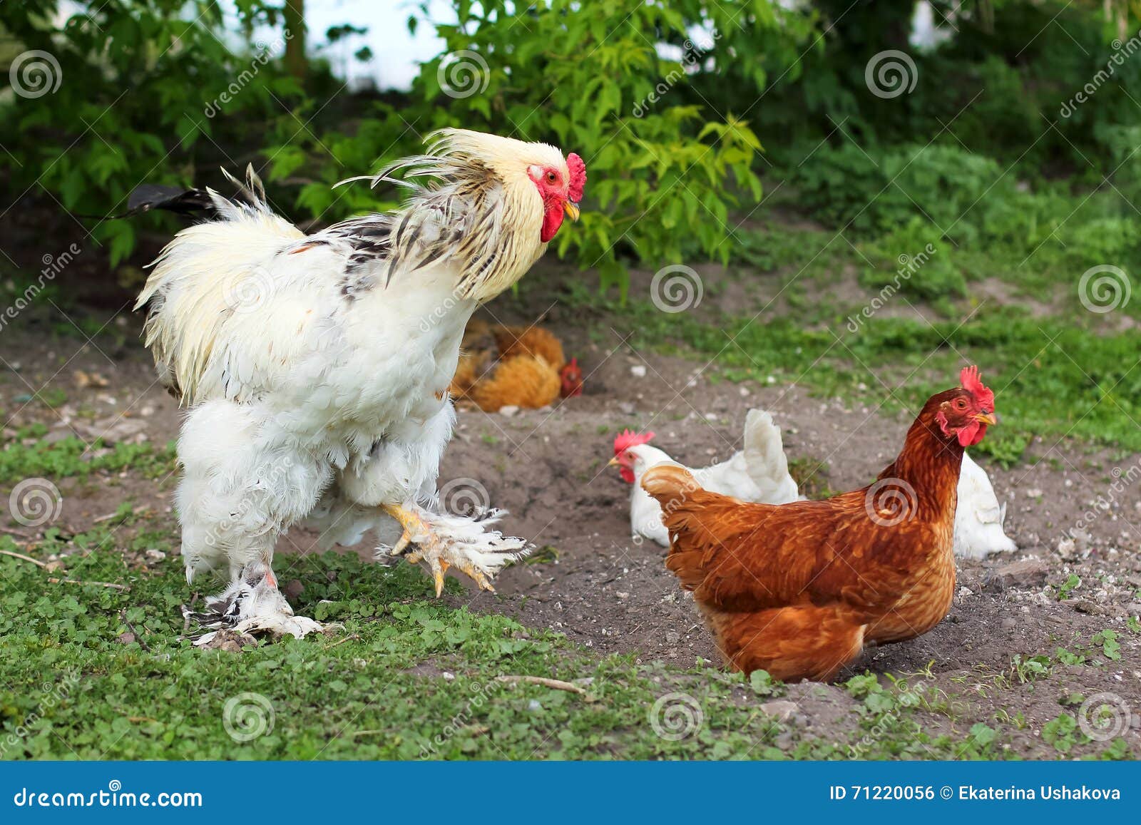 White Shaggy Rooster Catches Chicken Stock Photo - Image of fowl, chick ...