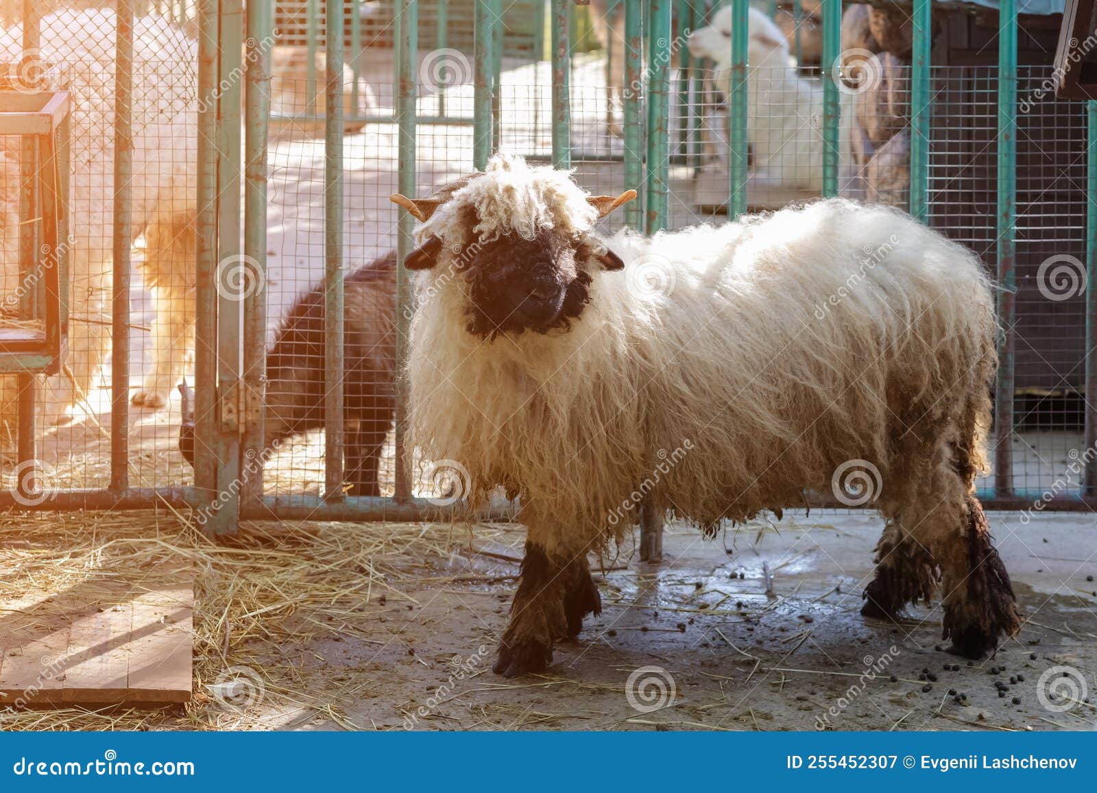 White Shaggy Sheep with Horns in the Zoo. Side View Stock Image - Image ...