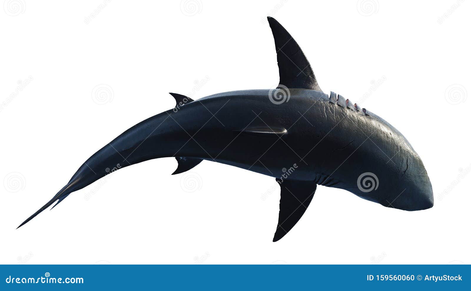 Great White Shark Top View