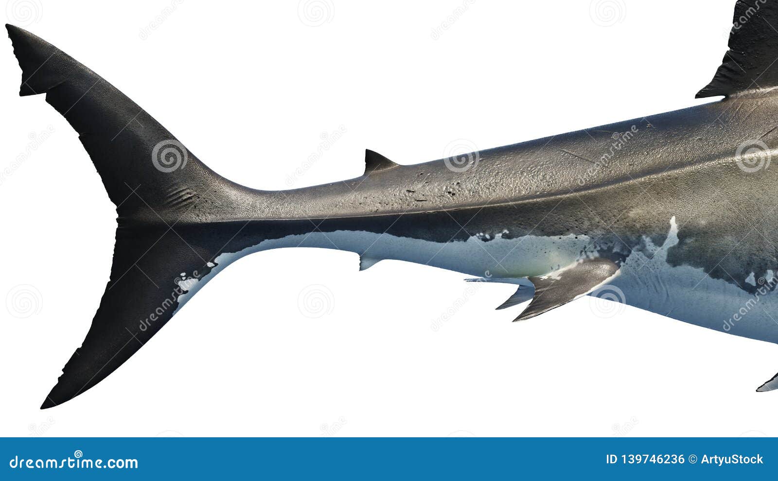 White Shark Marine Predator Big Tail, Side View Stock Illustration ...