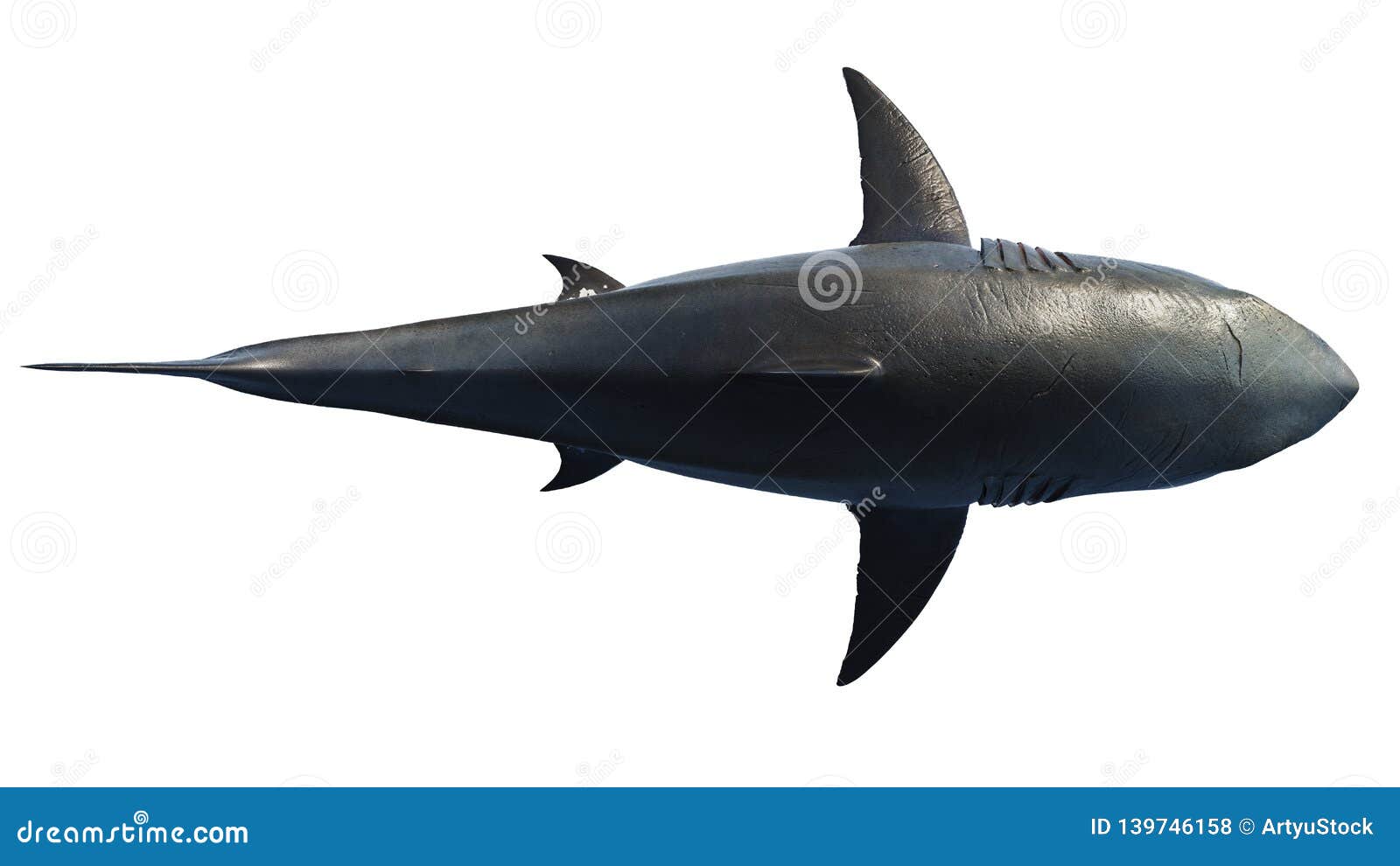 White Shark Marine Predator Big, Top View Stock Illustration ...