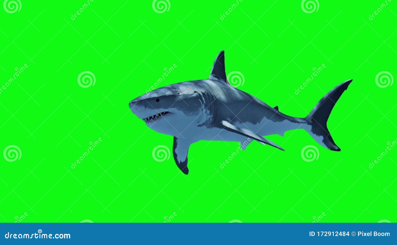 White Shark Swim Fast Green Screen 3D Rendering Animation Stock Footage ...