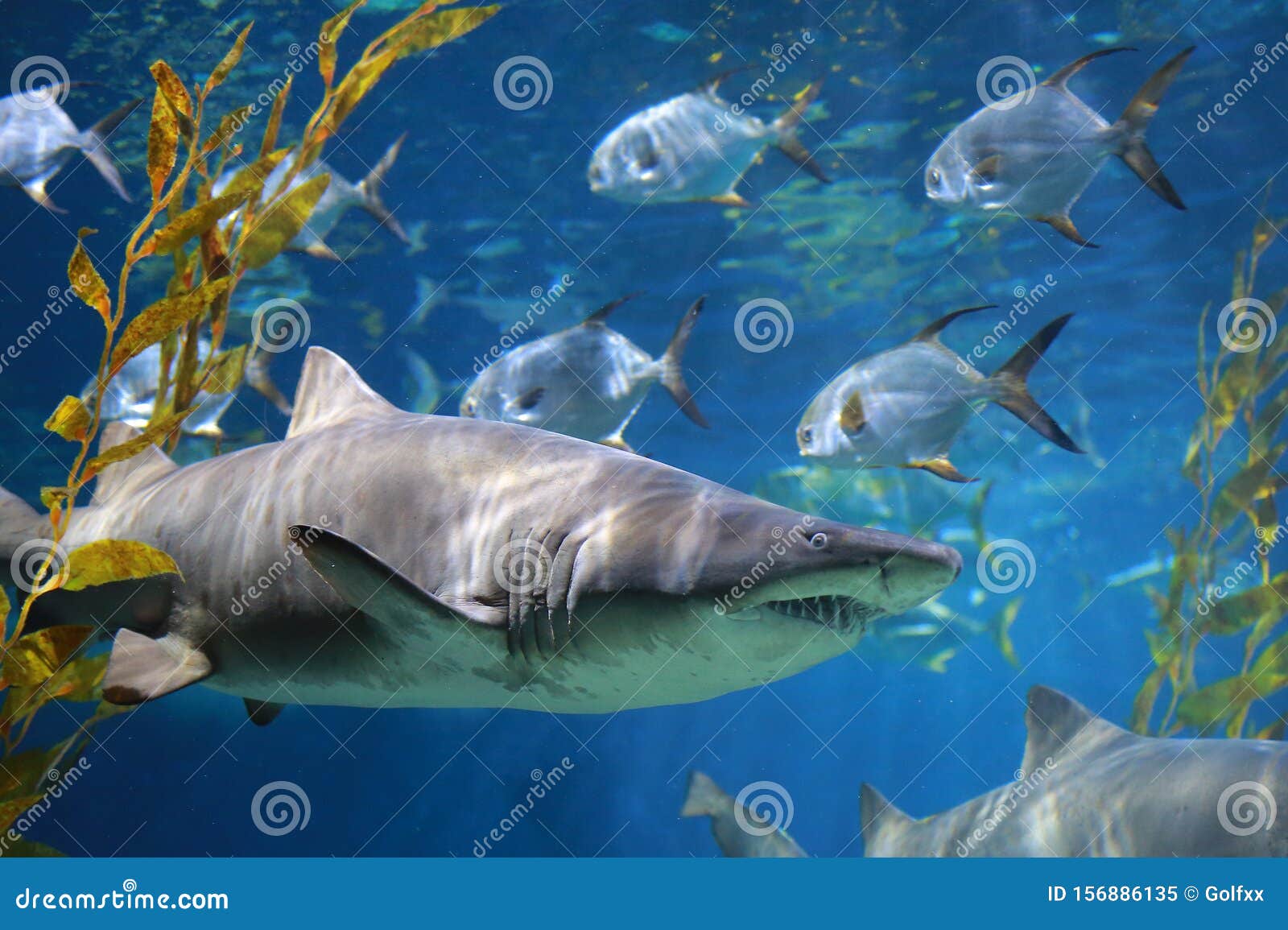 A White Shark Under water stock image. Image of hunter - 156886135
