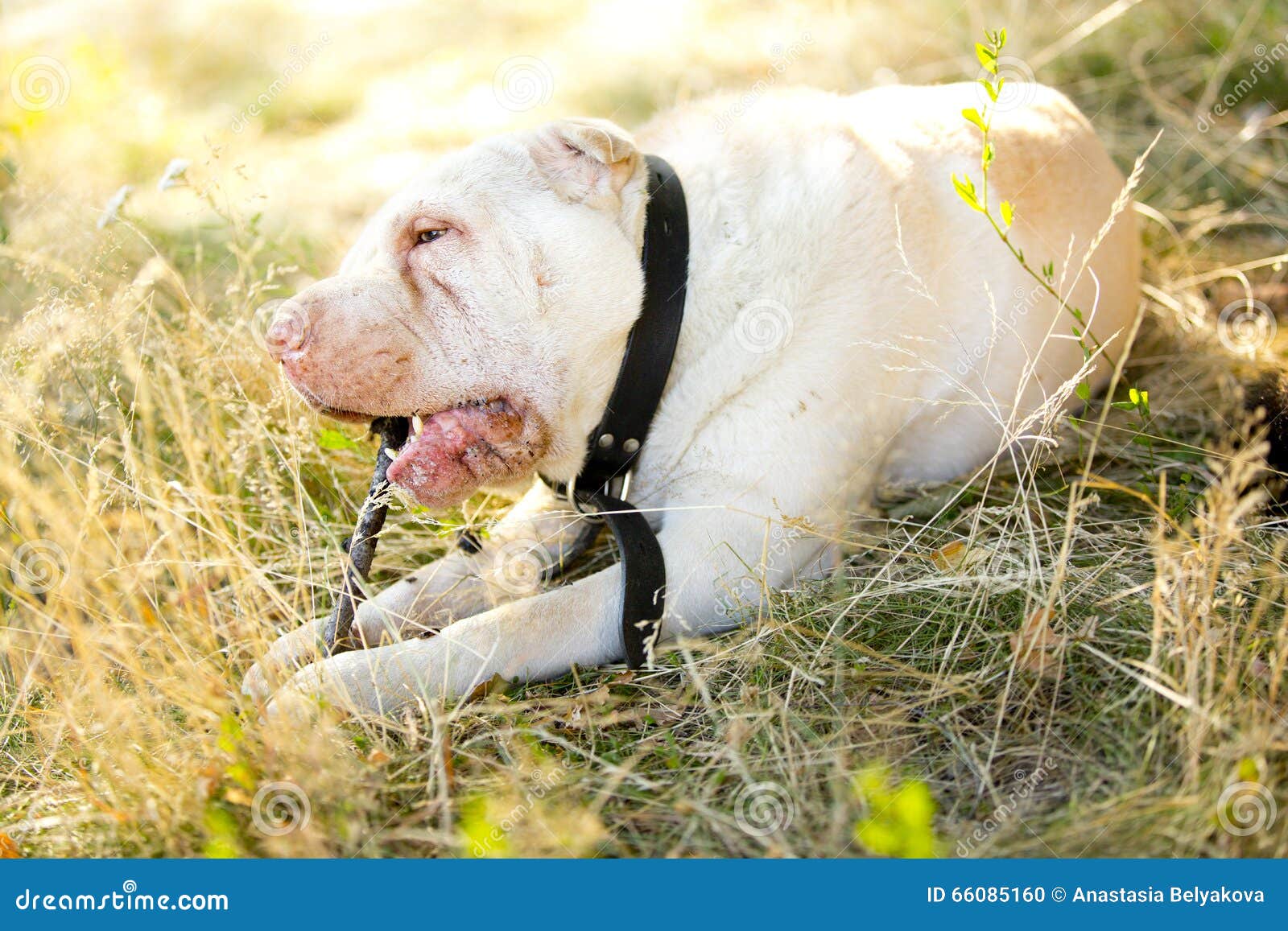 White Sharpay Dog Biting Stick Stock Photo - Image of grass, stick ...