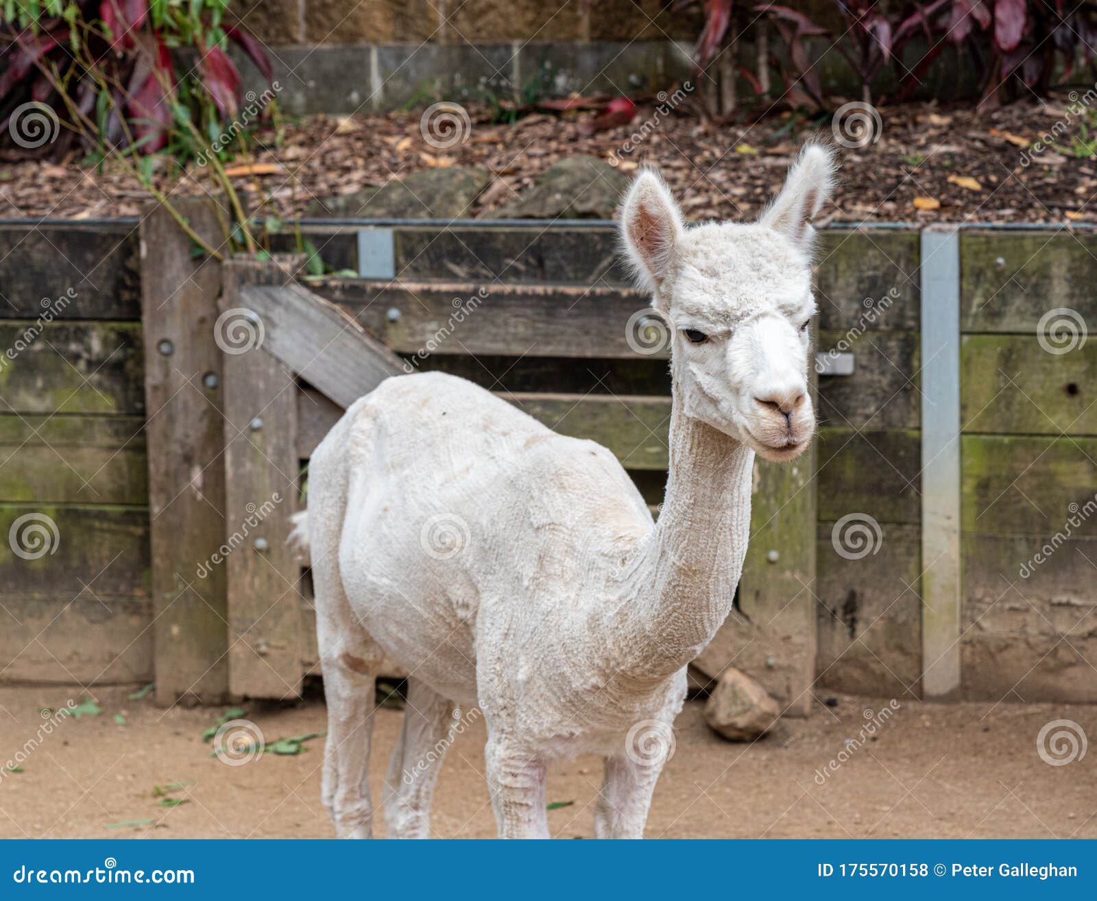 A White Shaved Llama in a Stable , Looking Cold Stock Photo - Image of ...