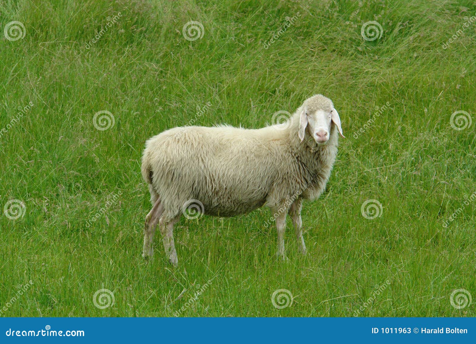 White sheep stock image. Image of livestock, sheep, agriculure - 1011963