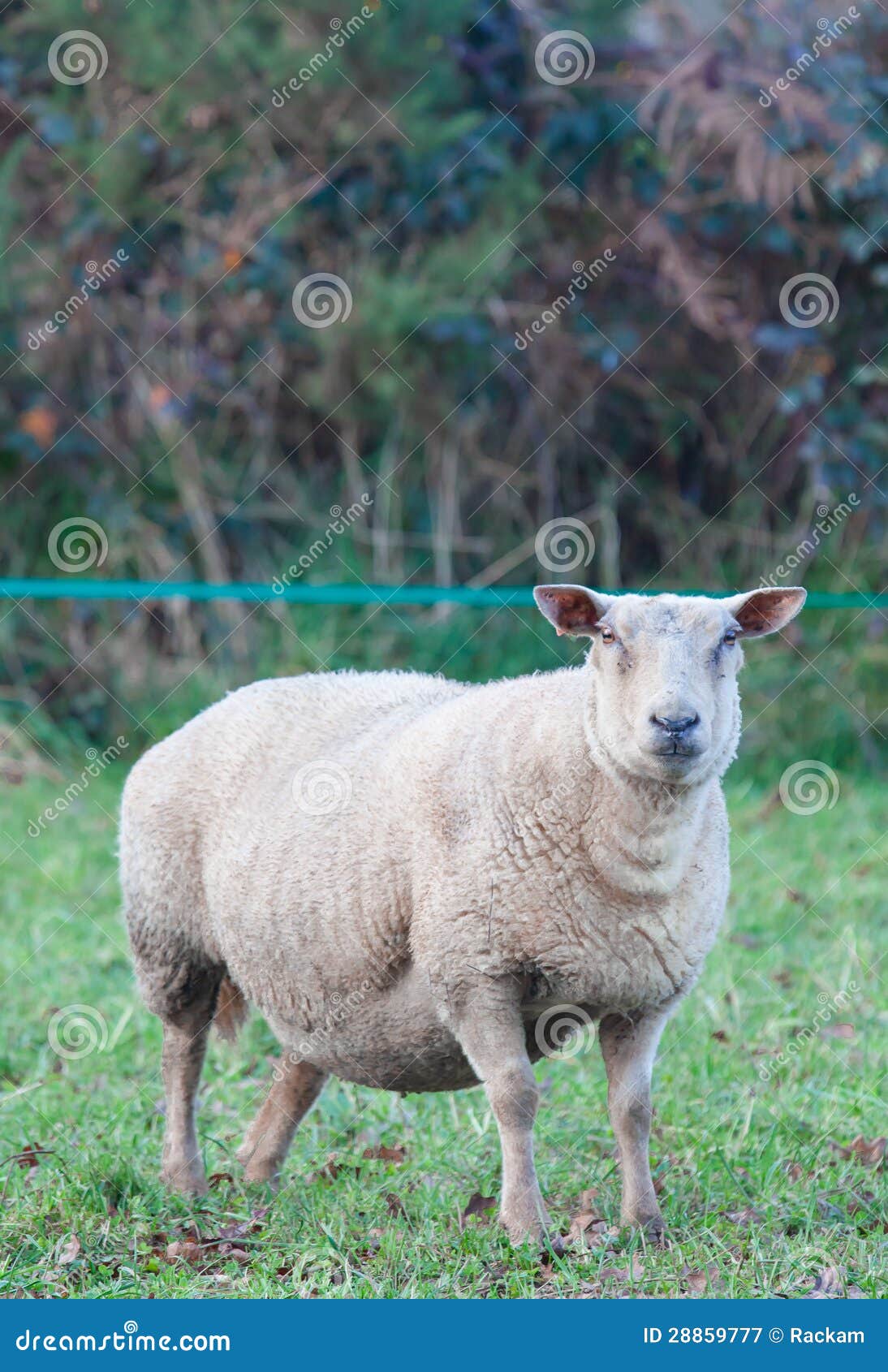 White sheep stock image. Image of beautiful, farmland - 28859777