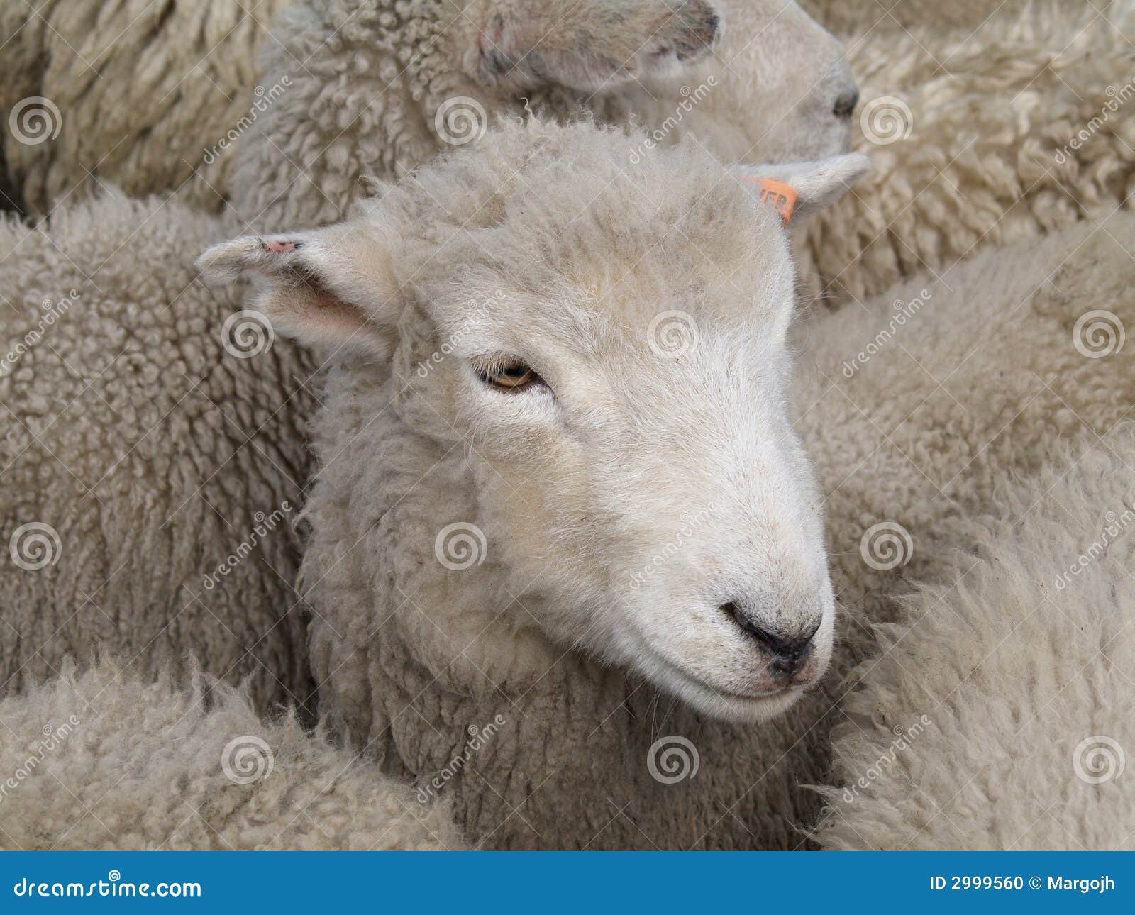 White Sheep stock photo. Image of mammals, face, rural - 2999560