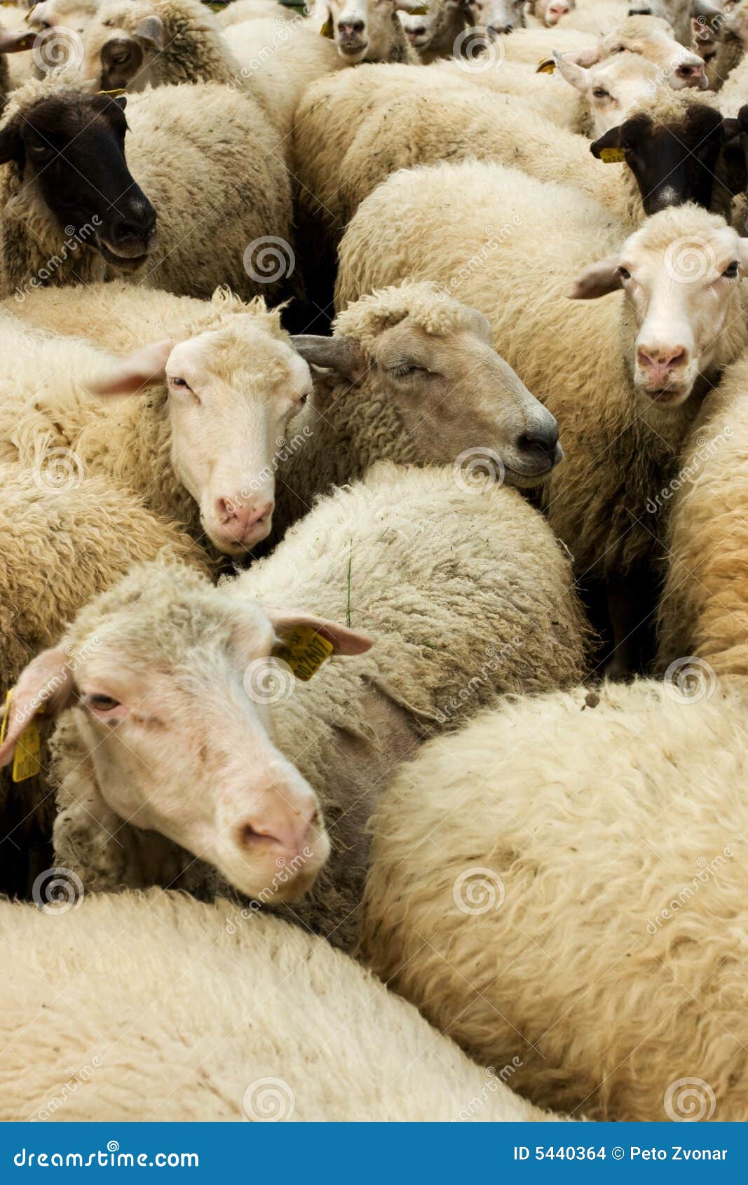 White sheep stock photo. Image of naive, friendly, naivety - 5440364