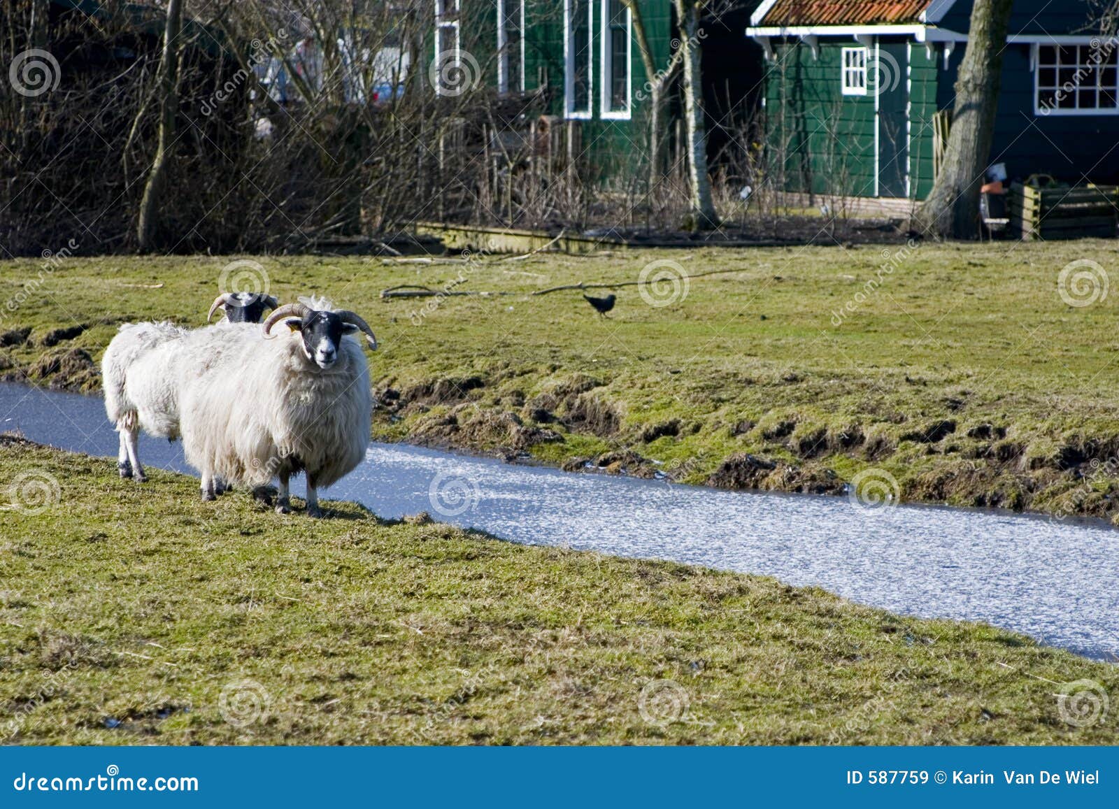 White sheep stock image. Image of meadow, britain, water - 587759