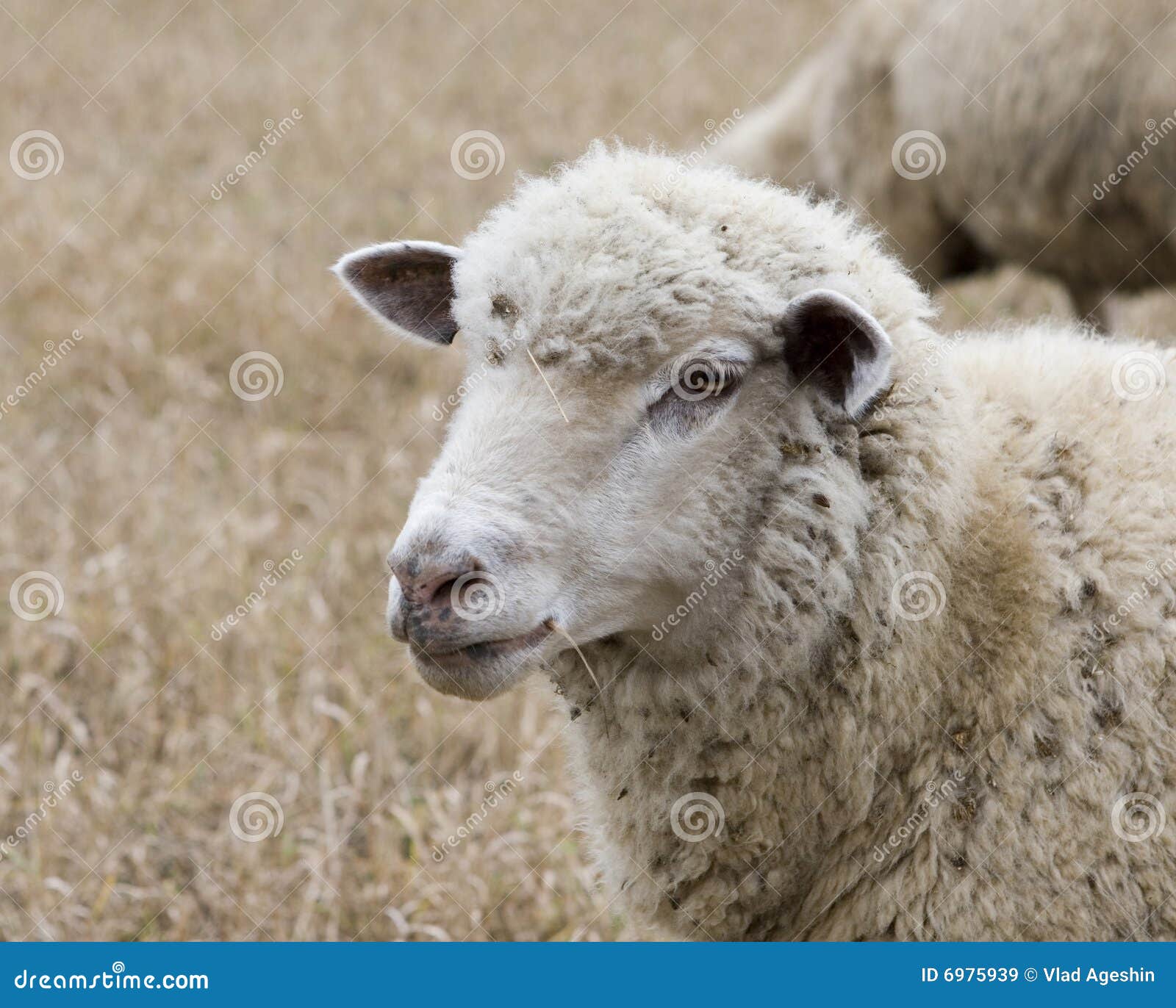 White sheep stock image. Image of sheep, meadow, mammal - 6975939