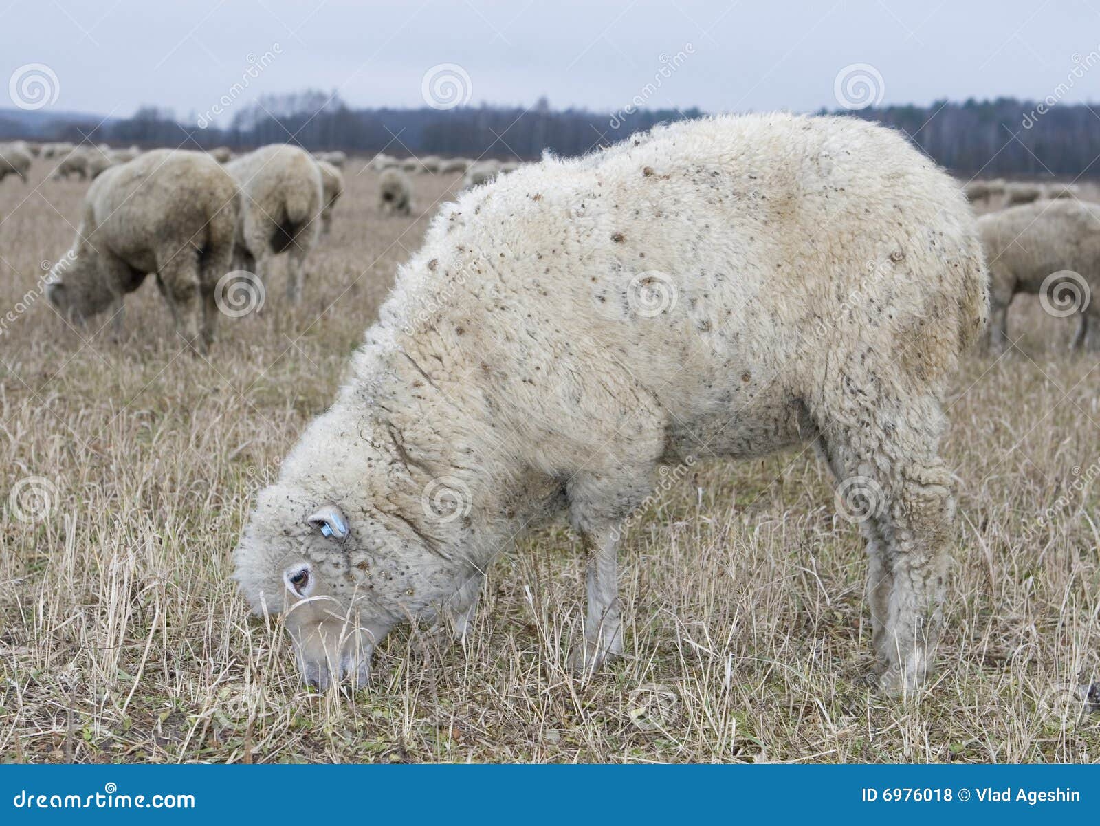 White sheep stock photo. Image of rural, livestock, mutton - 6976018