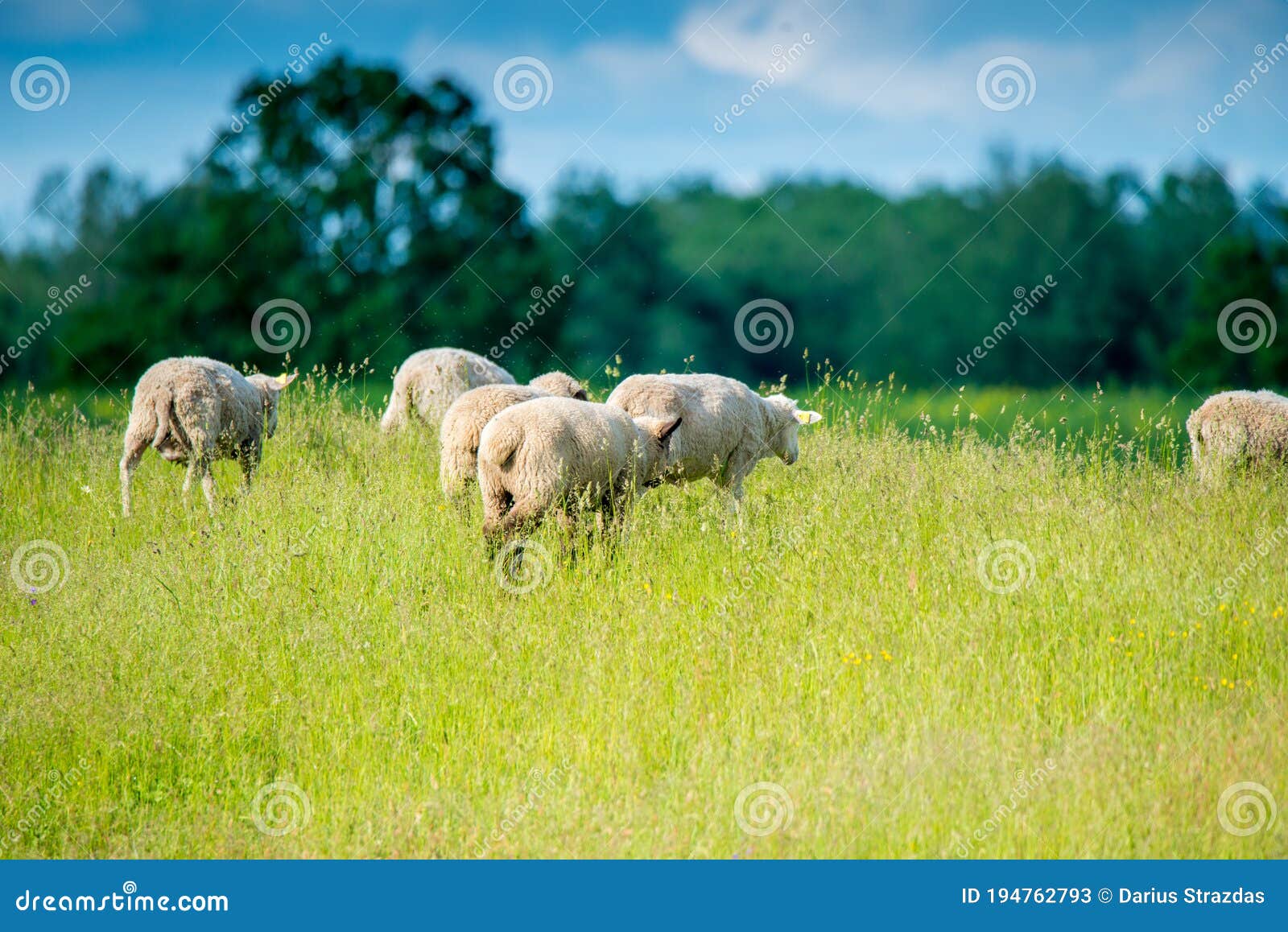 White Sheep Back View in a Field Meadow in Summer Stock Image - Image ...