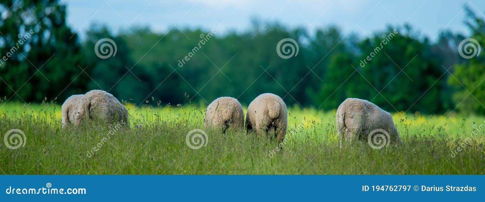 White Sheep Back View in a Field Meadow in Summer Stock Image - Image ...