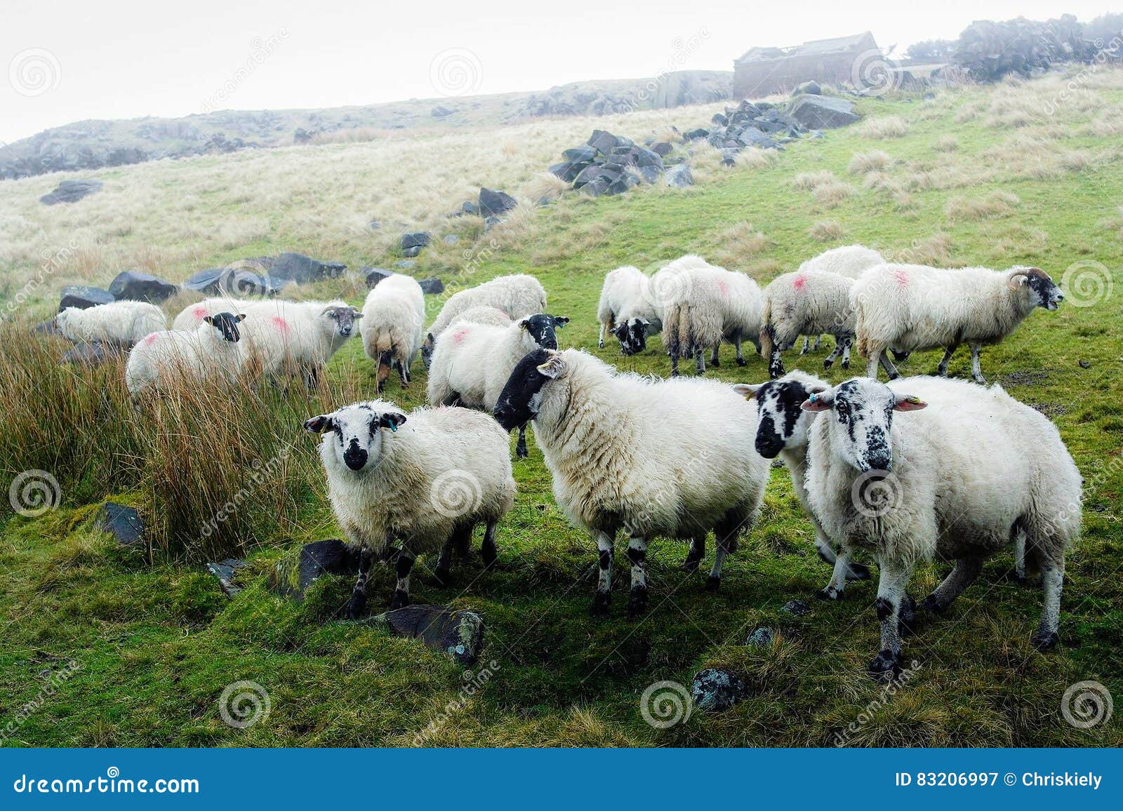 White Sheep Black Feet and Markings Stock Image - Image of hoove, hoof ...
