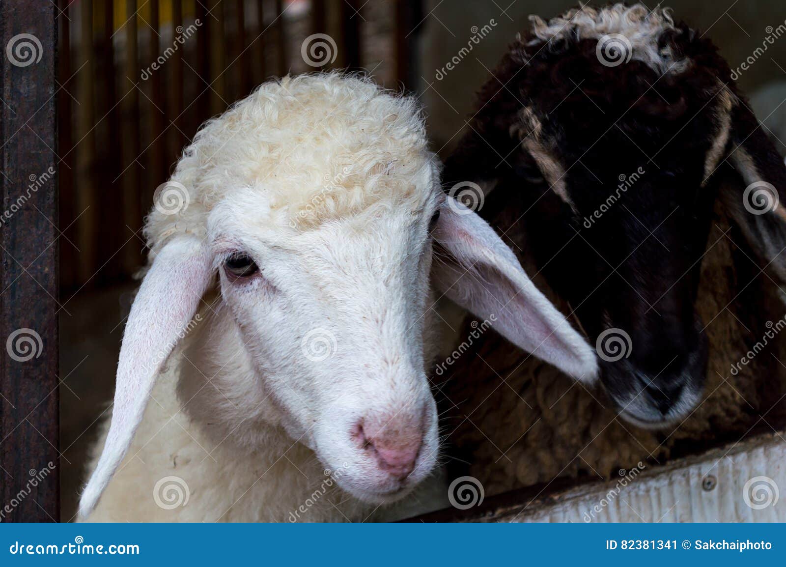 White Sheep and Brown Sheep in the Cage Stock Image - Image of farm ...