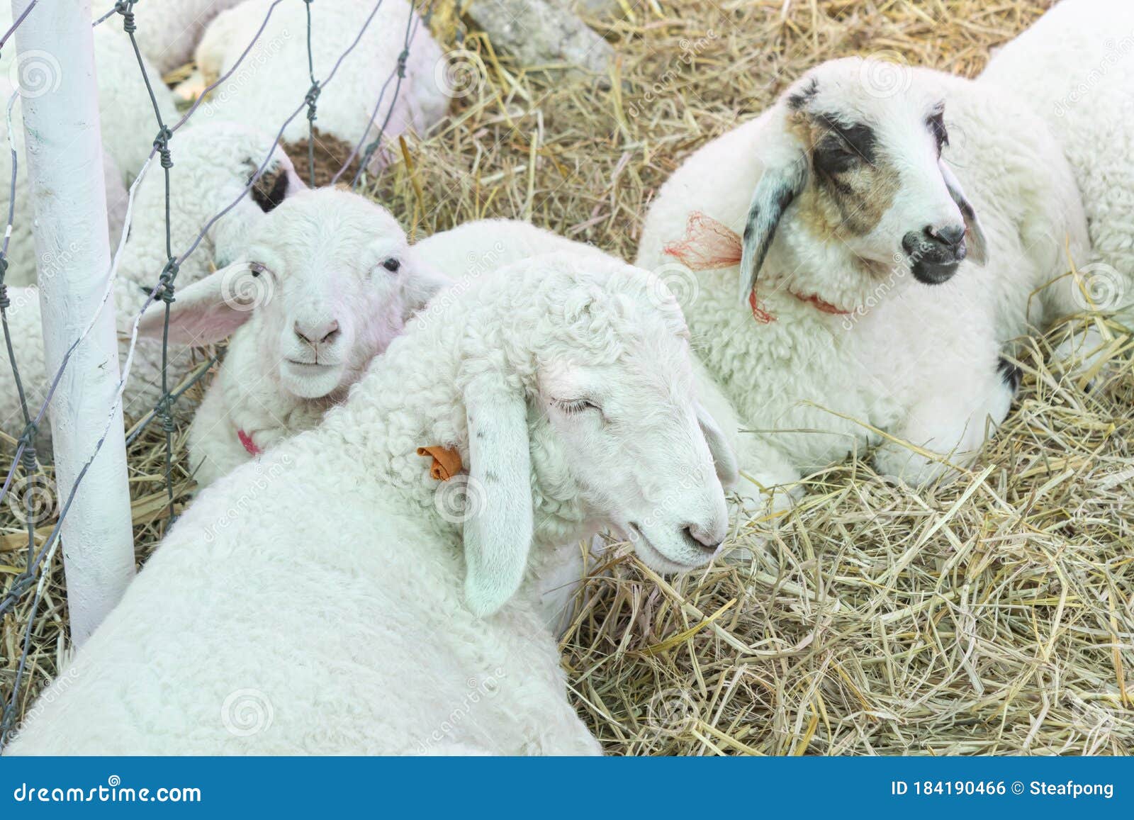 White Sheep Close Eyes and Squat on Straw in Sheepfold or Stall Stock ...