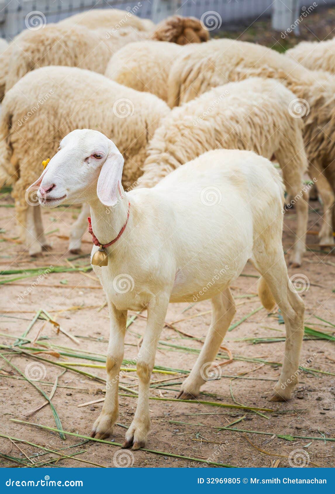 White sheep stock image. Image of food, farm, rural, mammal - 32969805