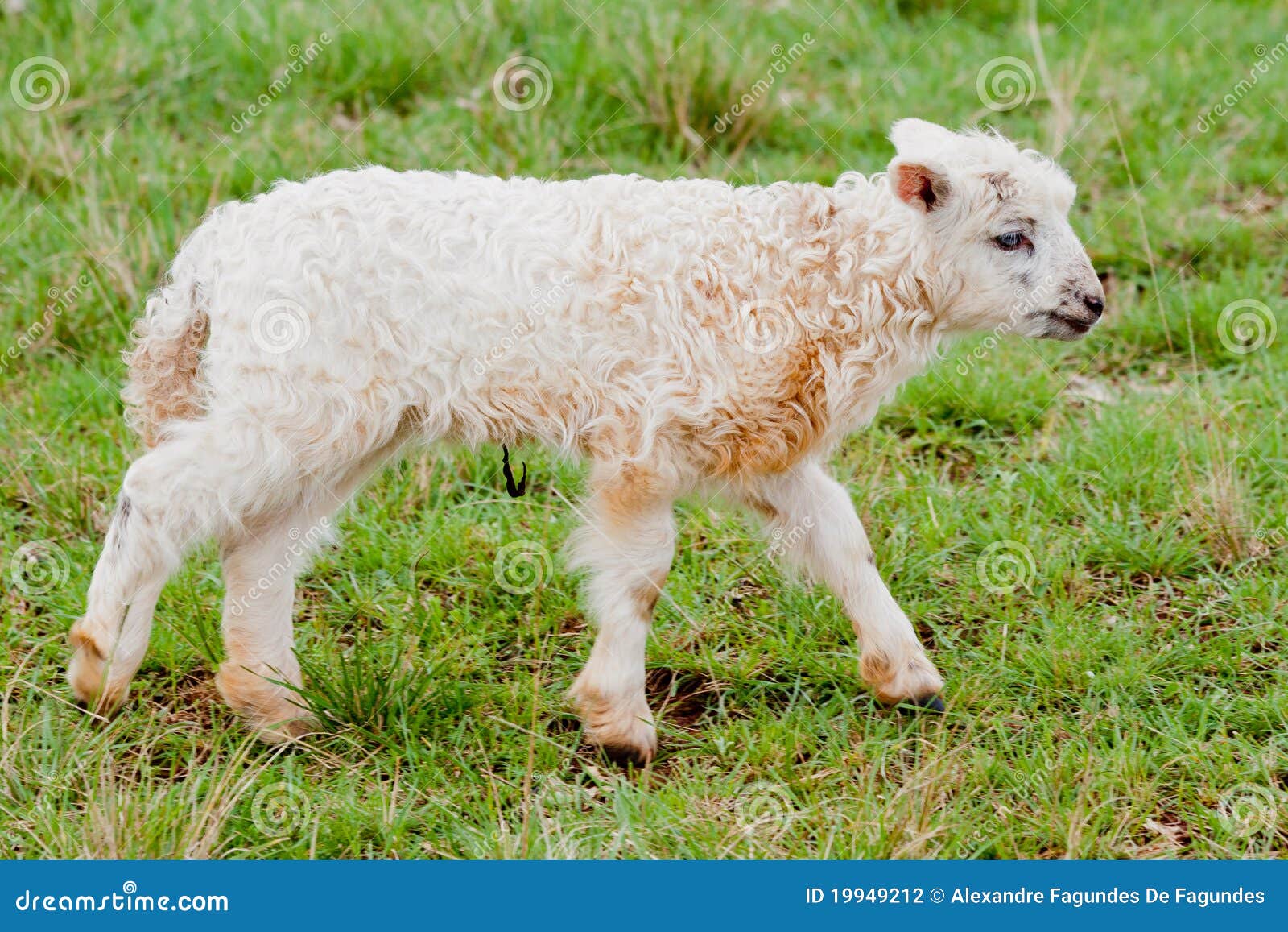 White Sheep Cub stock photo. Image of cute, animal, grass - 19949212
