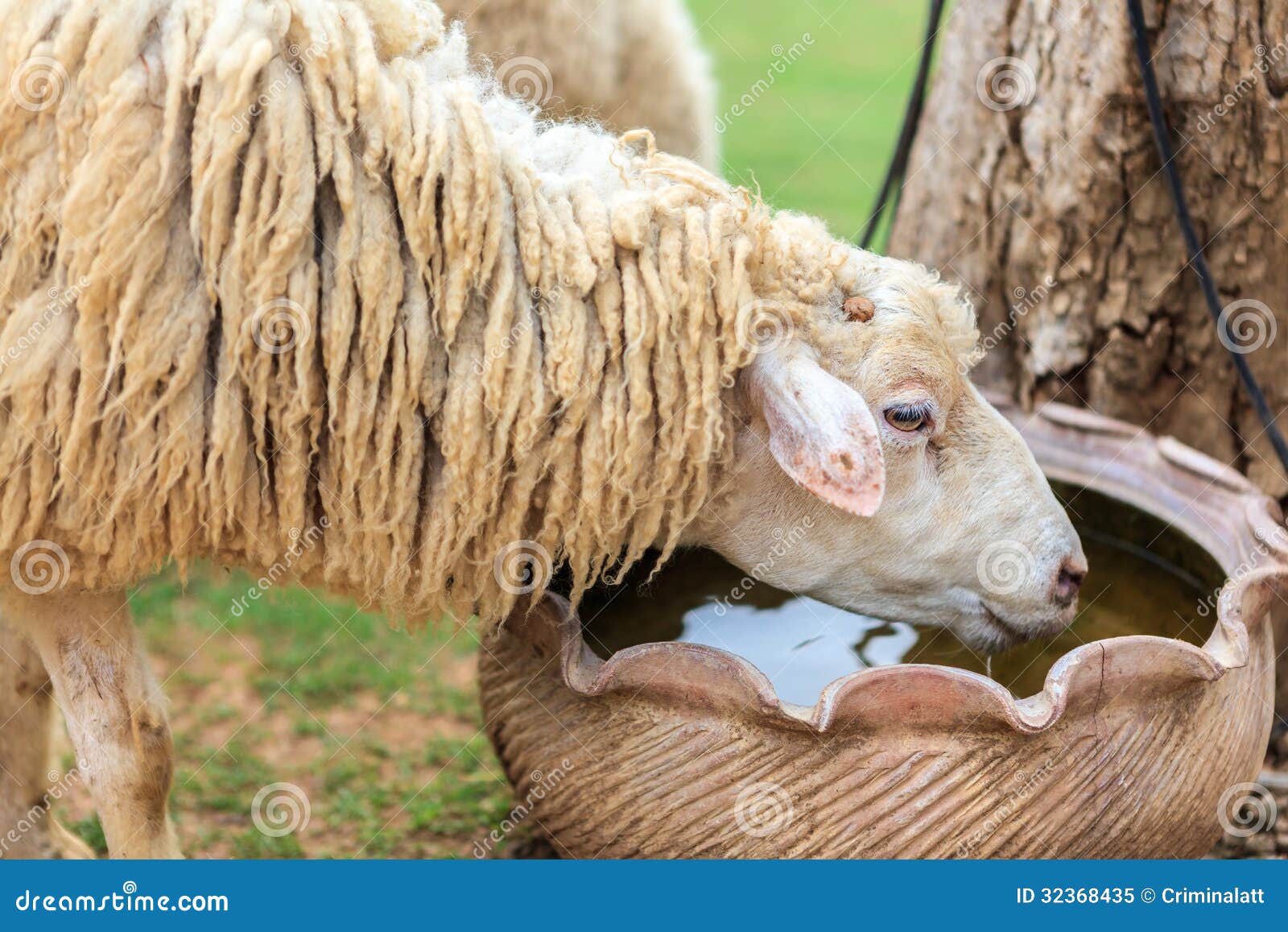 White sheep drinking water stock image. Image of sheep - 32368435