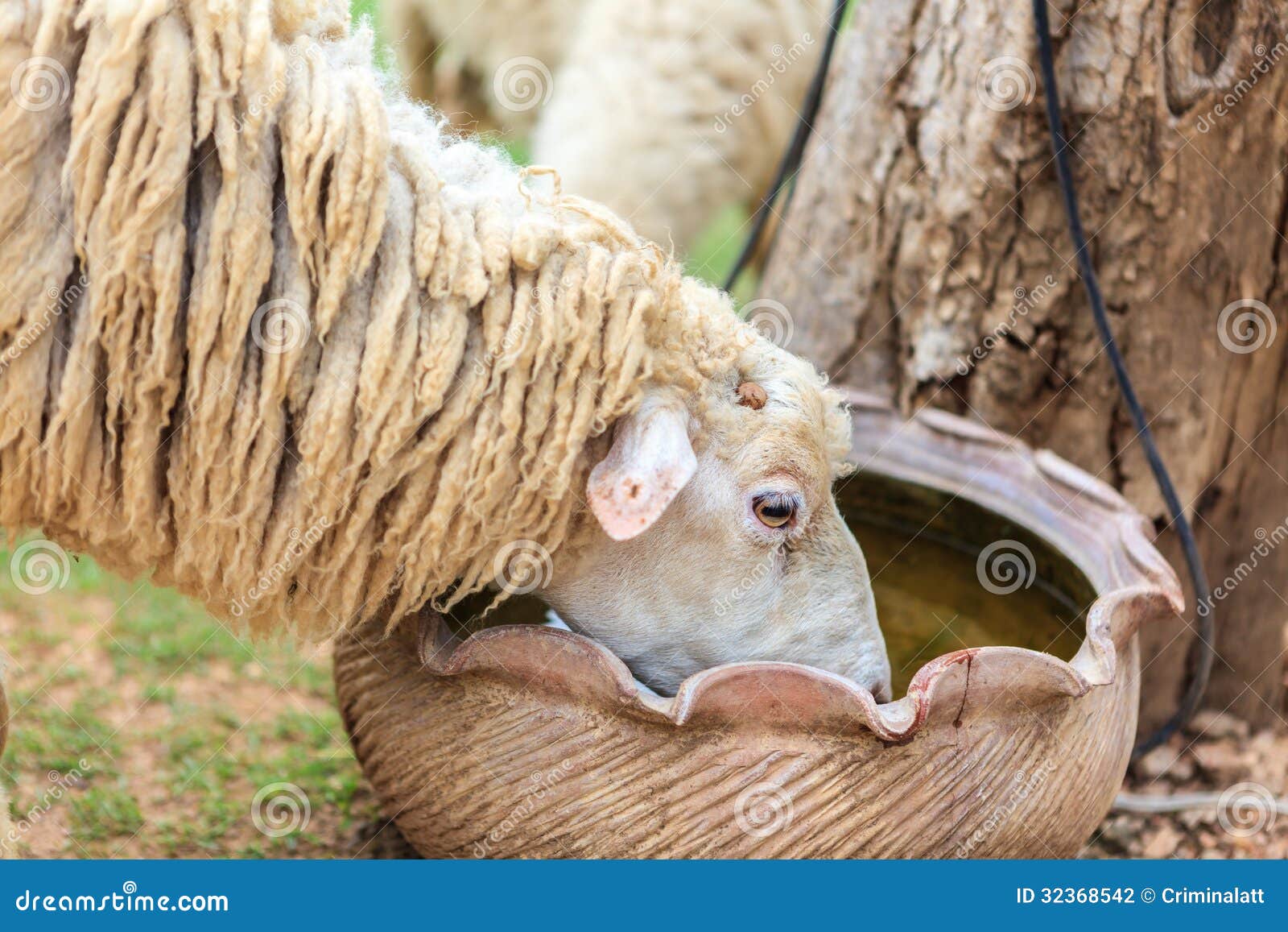 White sheep drinking water stock photo. Image of wool - 32368542