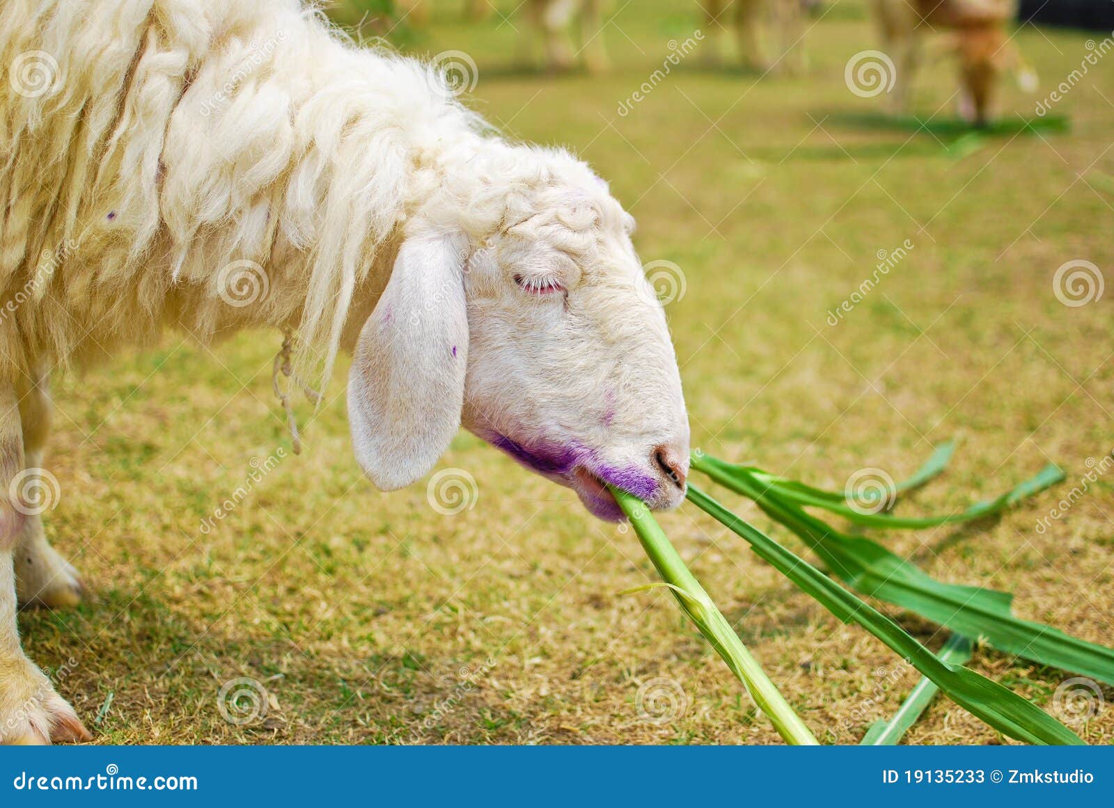 Sheep Eating Grass Stock Photo | CartoonDealer.com #43447992