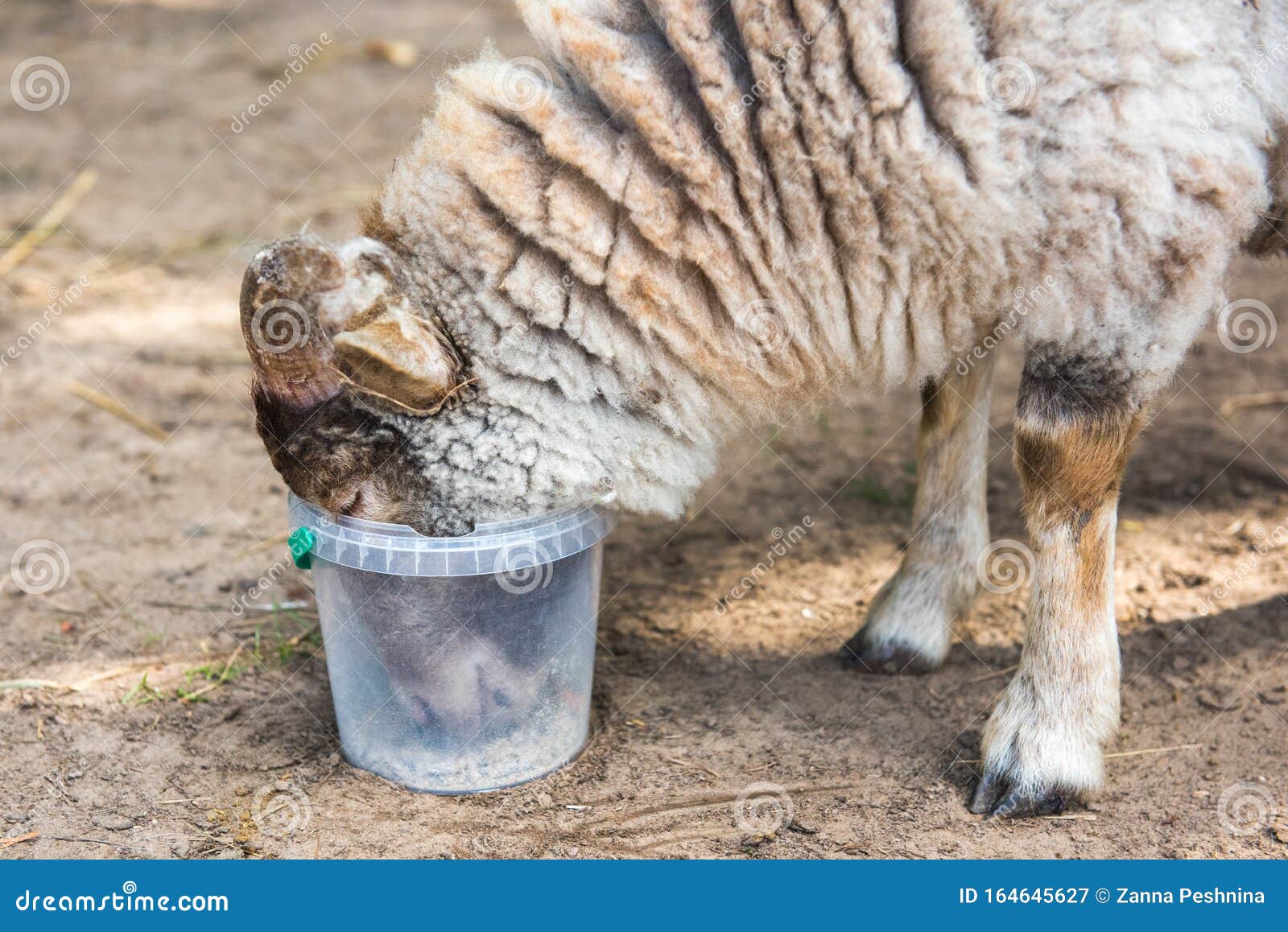 White Sheep Eats Food From A Bucket In A Farmyard Royalty-Free Stock ...