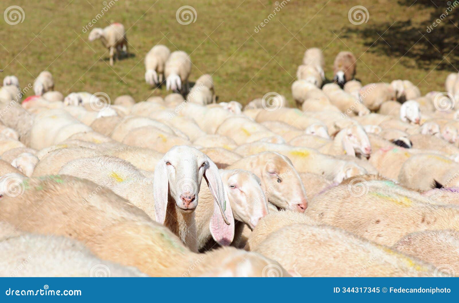 Sheep Face On Stock Photo | CartoonDealer.com #58981380