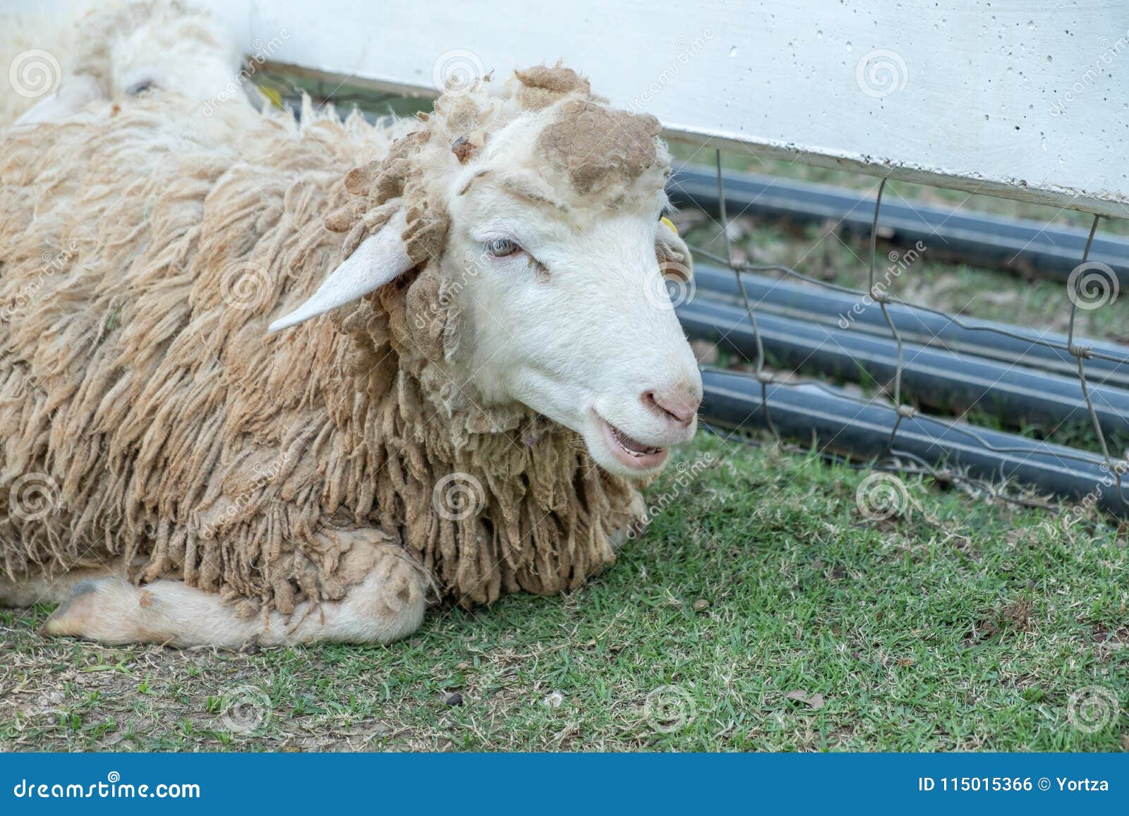 White Sheep in Farm in a Sunny Day Stock Photo - Image of flock, cows ...