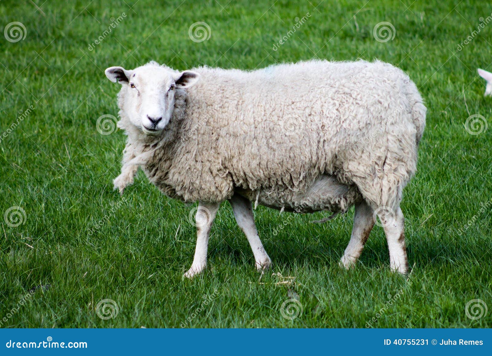 White Sheep in the fields stock image. Image of livestock - 40755231