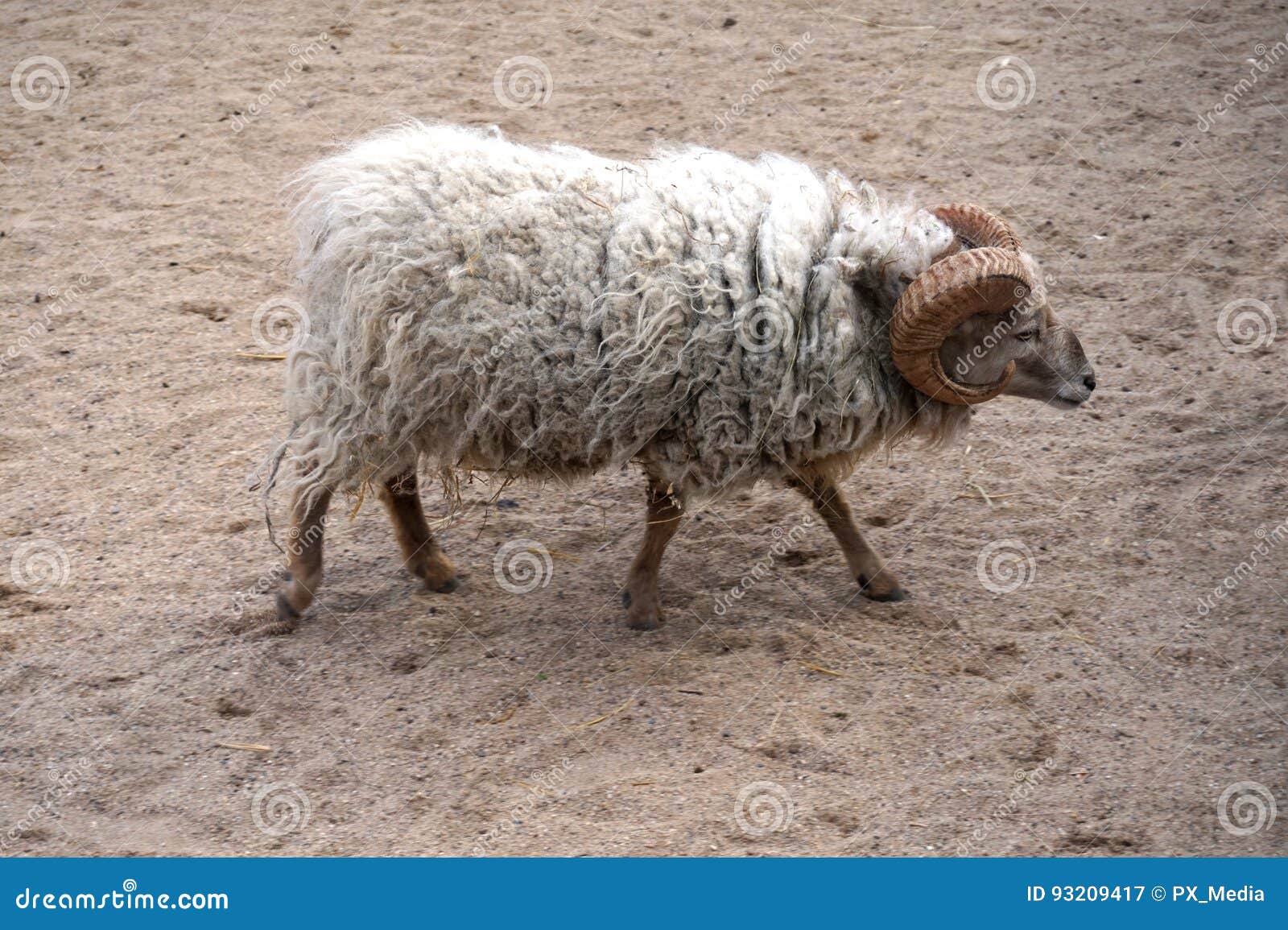 White sheep/goat stock image. Image of horizonal, white - 93209417