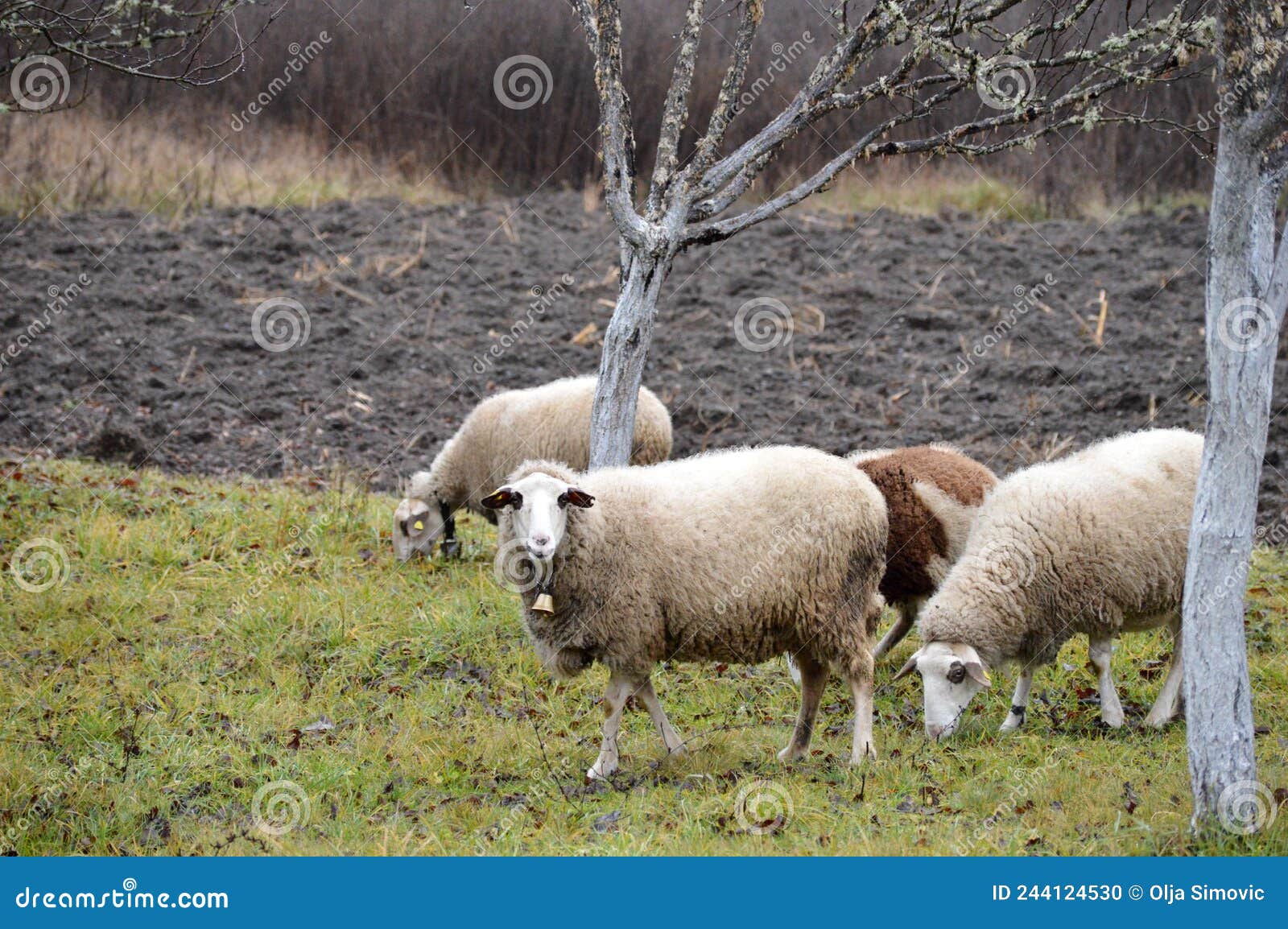 Sheep graze in the orchard stock photo. Image of graze - 244124530
