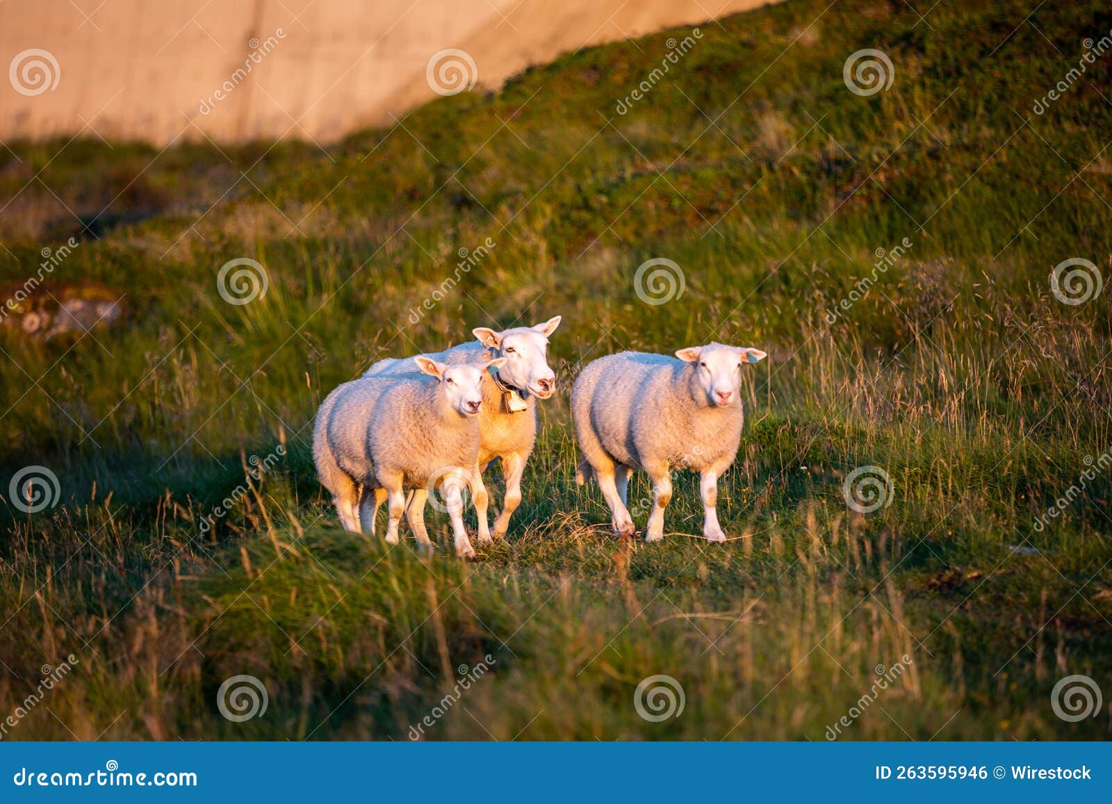 White Sheep Grazing in the Green Field at Warm Sunset Stock Photo ...