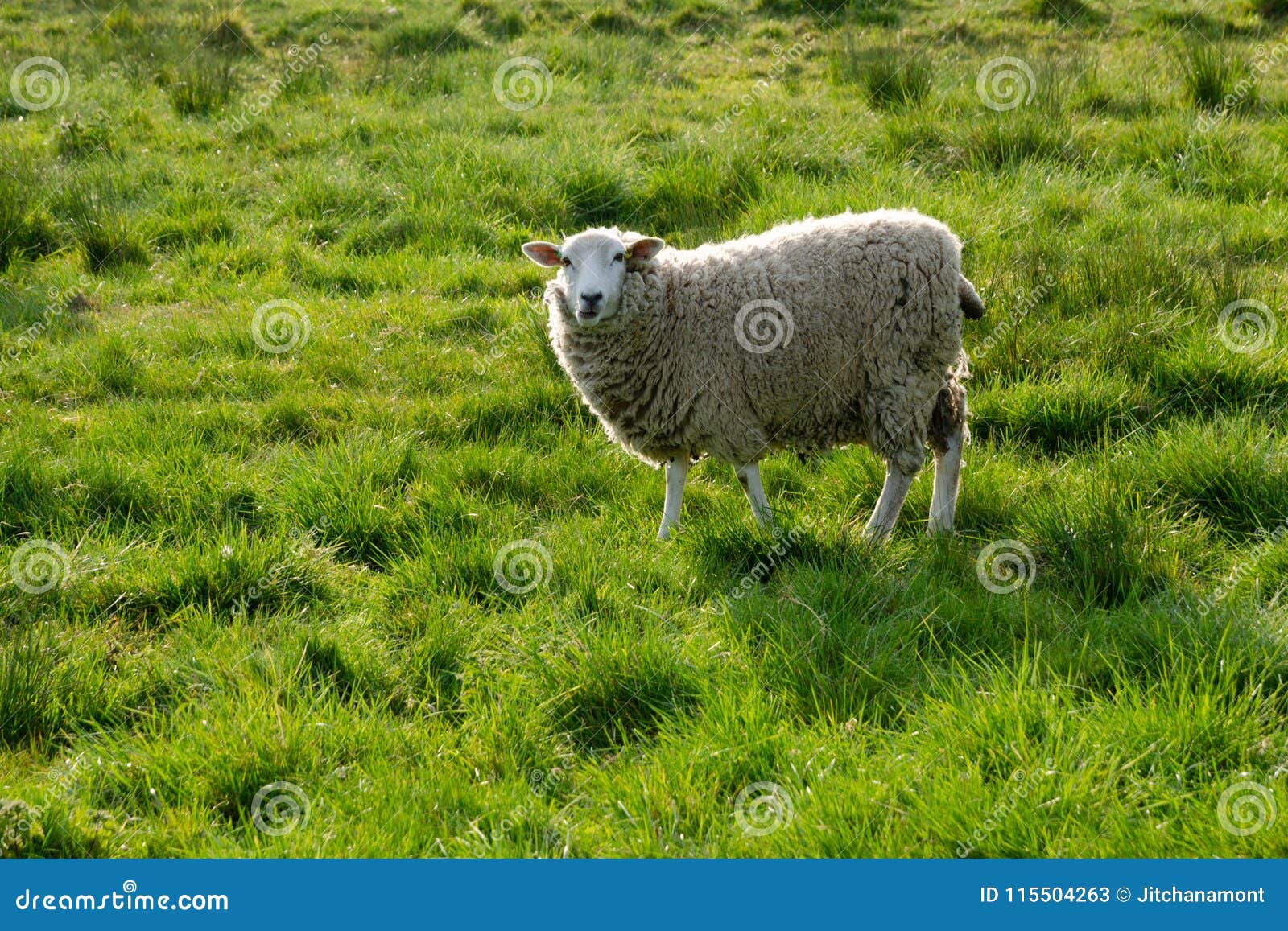 White Sheep in Green Flied. Stock Image - Image of meadow, sheep: 115504263