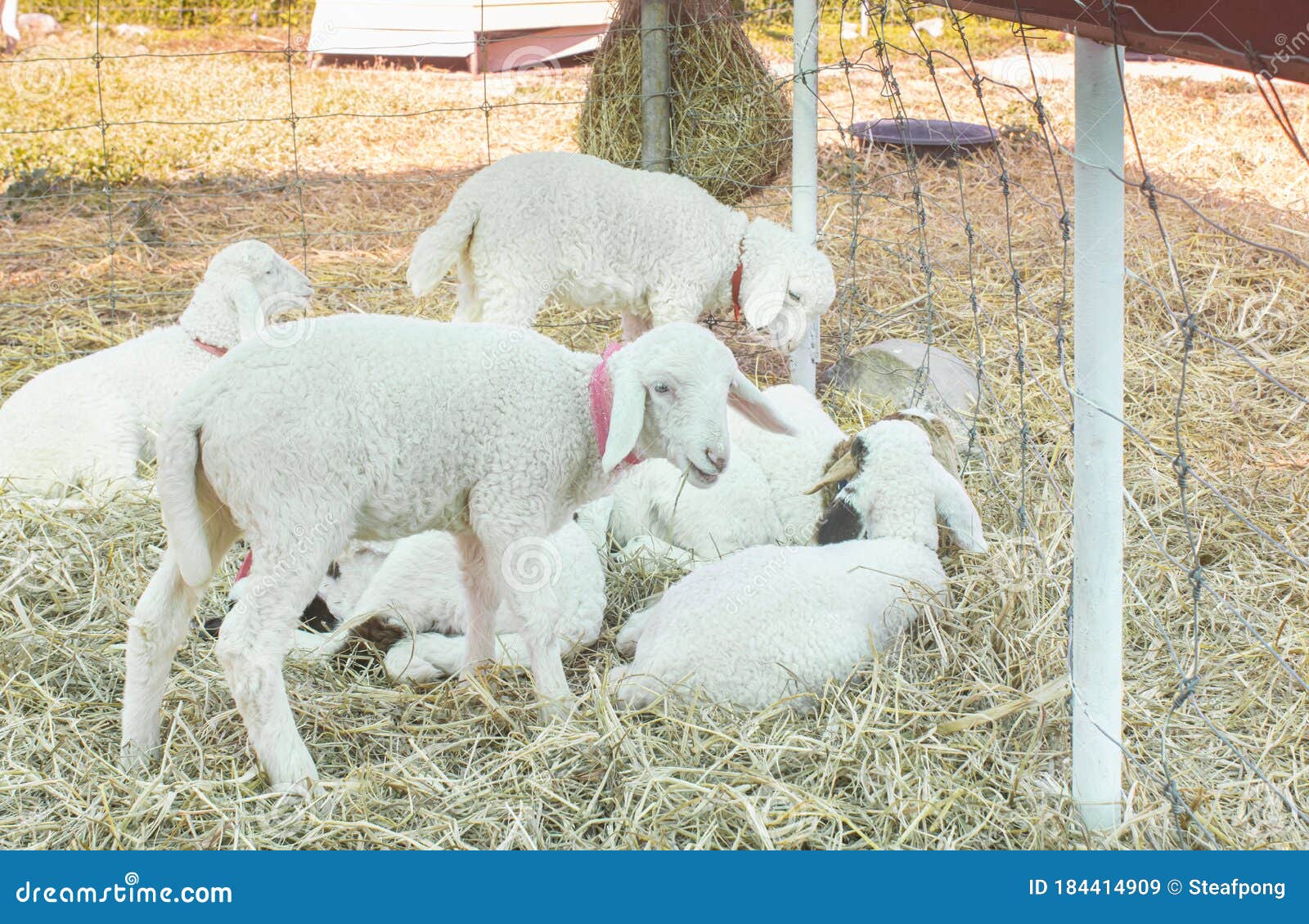 White Sheep Group Eating Straw and Squat in Sheepfold or Stall Stock ...