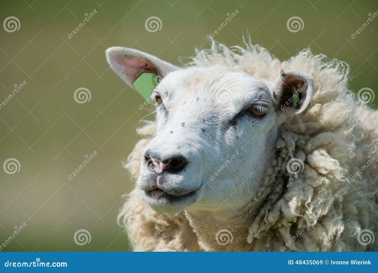 White sheep stock image. Image of typical, animal, dutch - 48435069