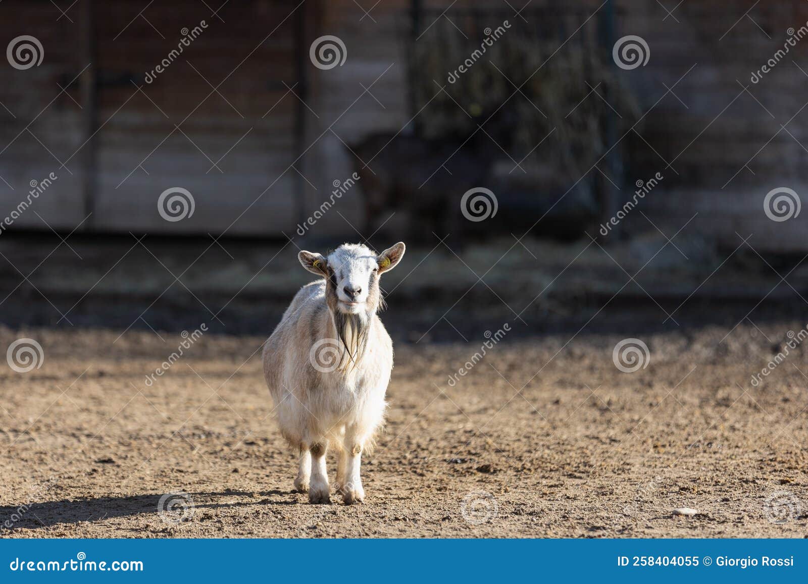 White Sheep Inside a Farm on a Sunny Day Stock Image - Image of ...