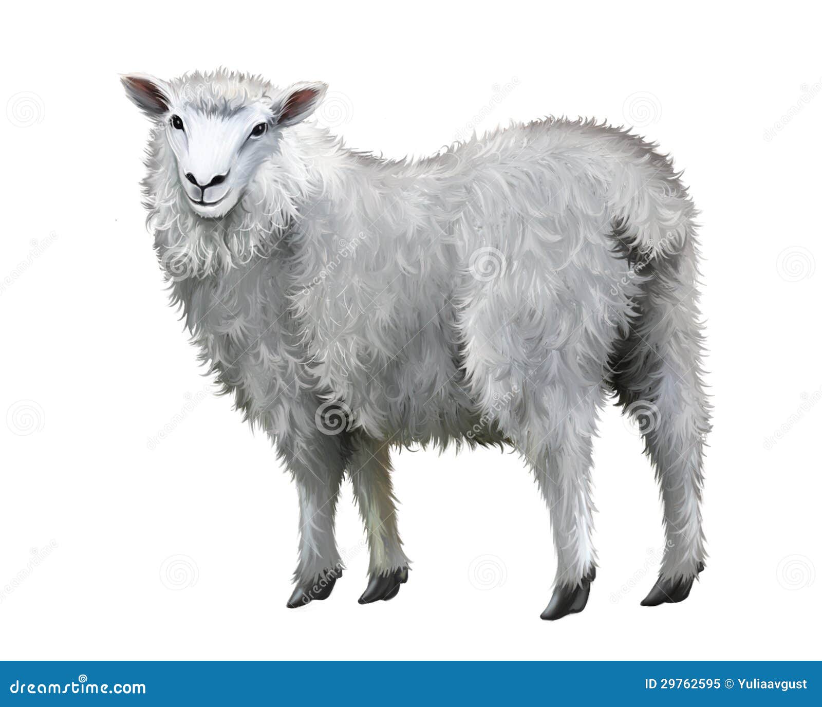Two White Sheep Vector Illustration | CartoonDealer.com #14476480