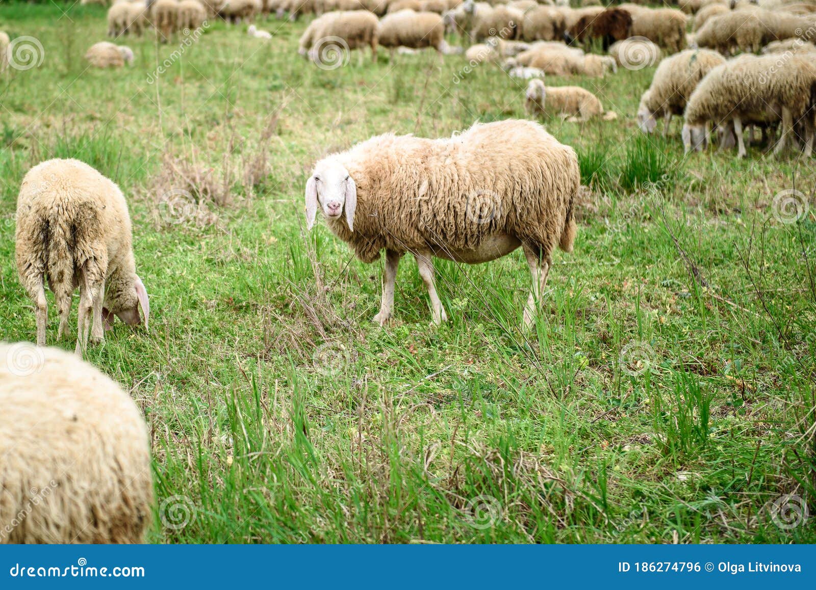 White Sheep on the lawn. stock photo. Image of meadow - 186274796
